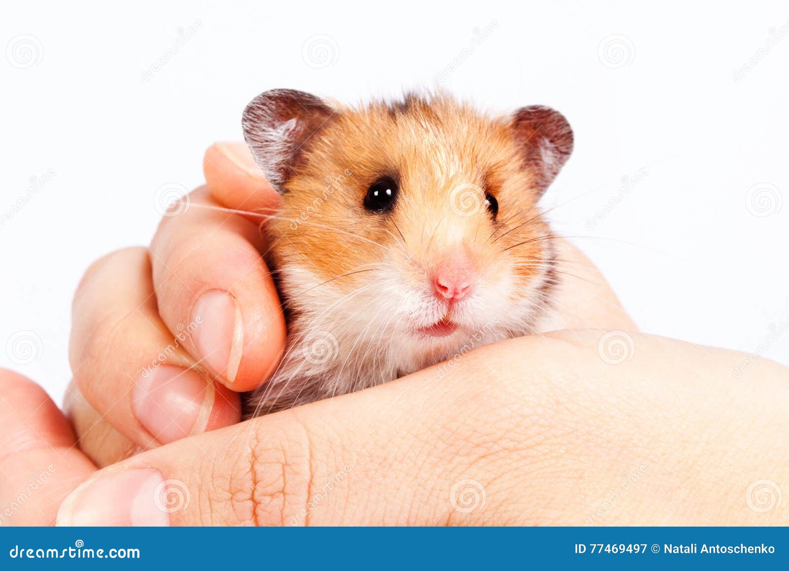 Little Hamster in the Hands of Man Stock Image - Image of isolated ...