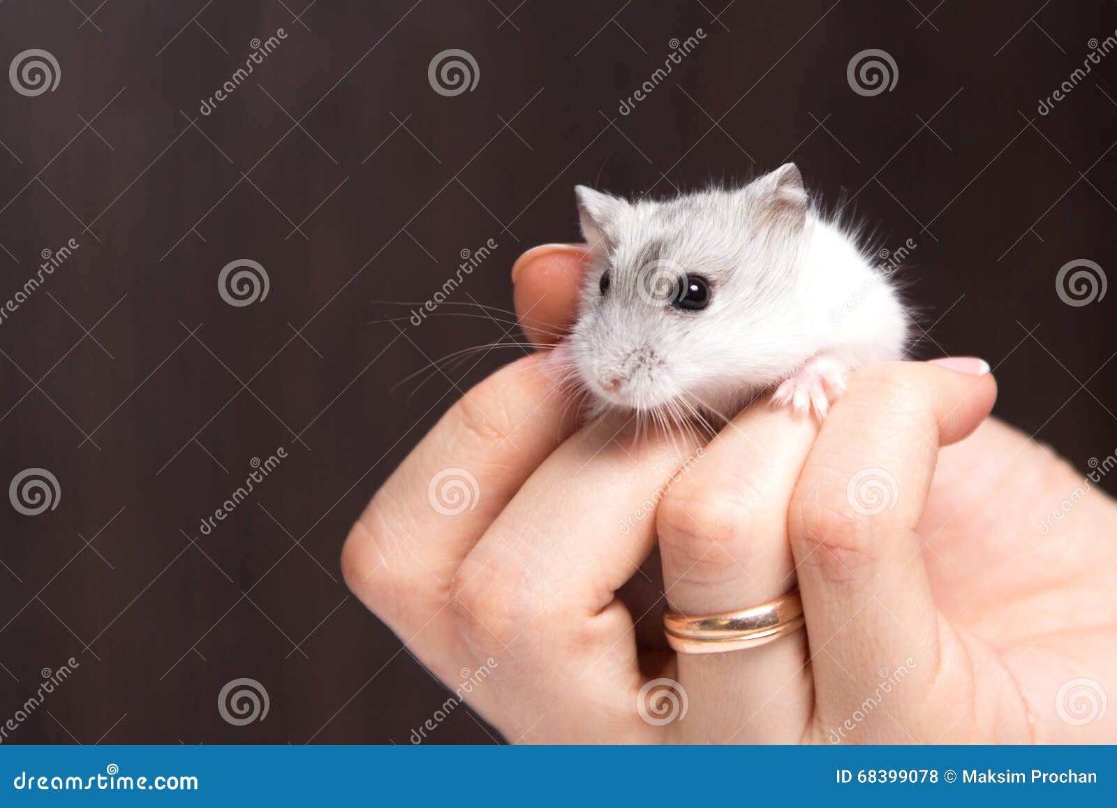Little Hamster in the Hands of Women Stock Photo - Image of human ...