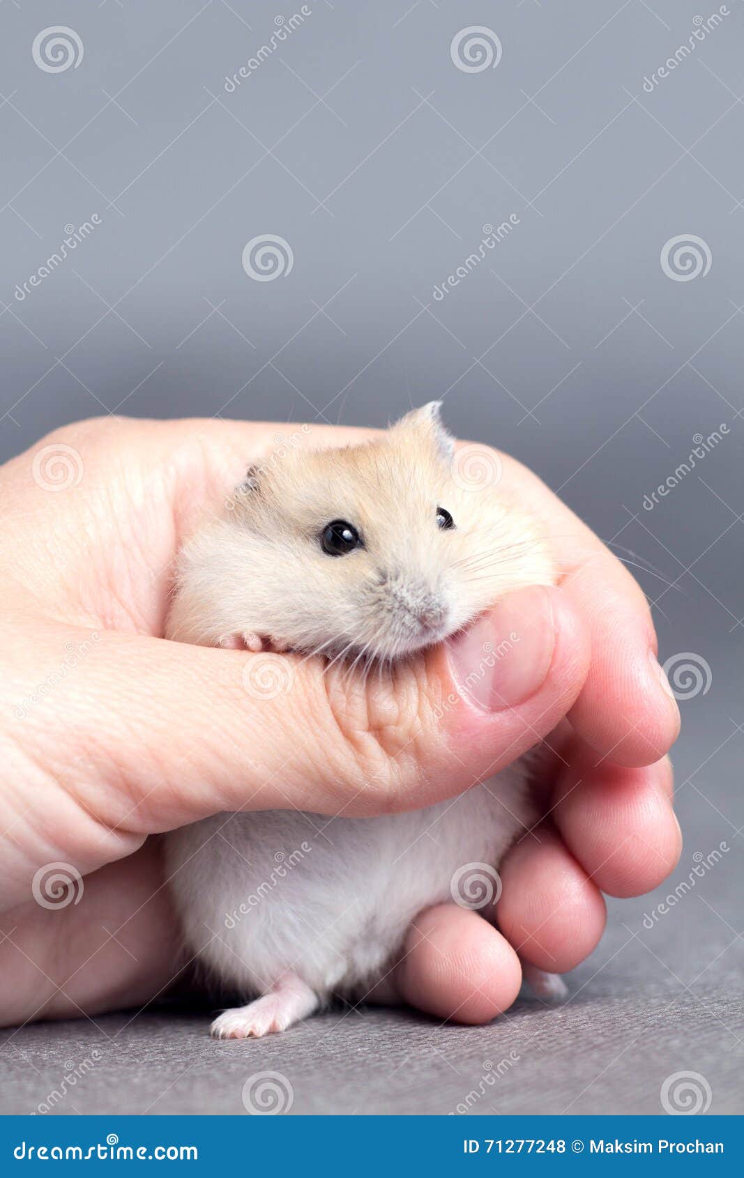 Little Hamster in the Hands of Women Stock Photo - Image of portrait ...