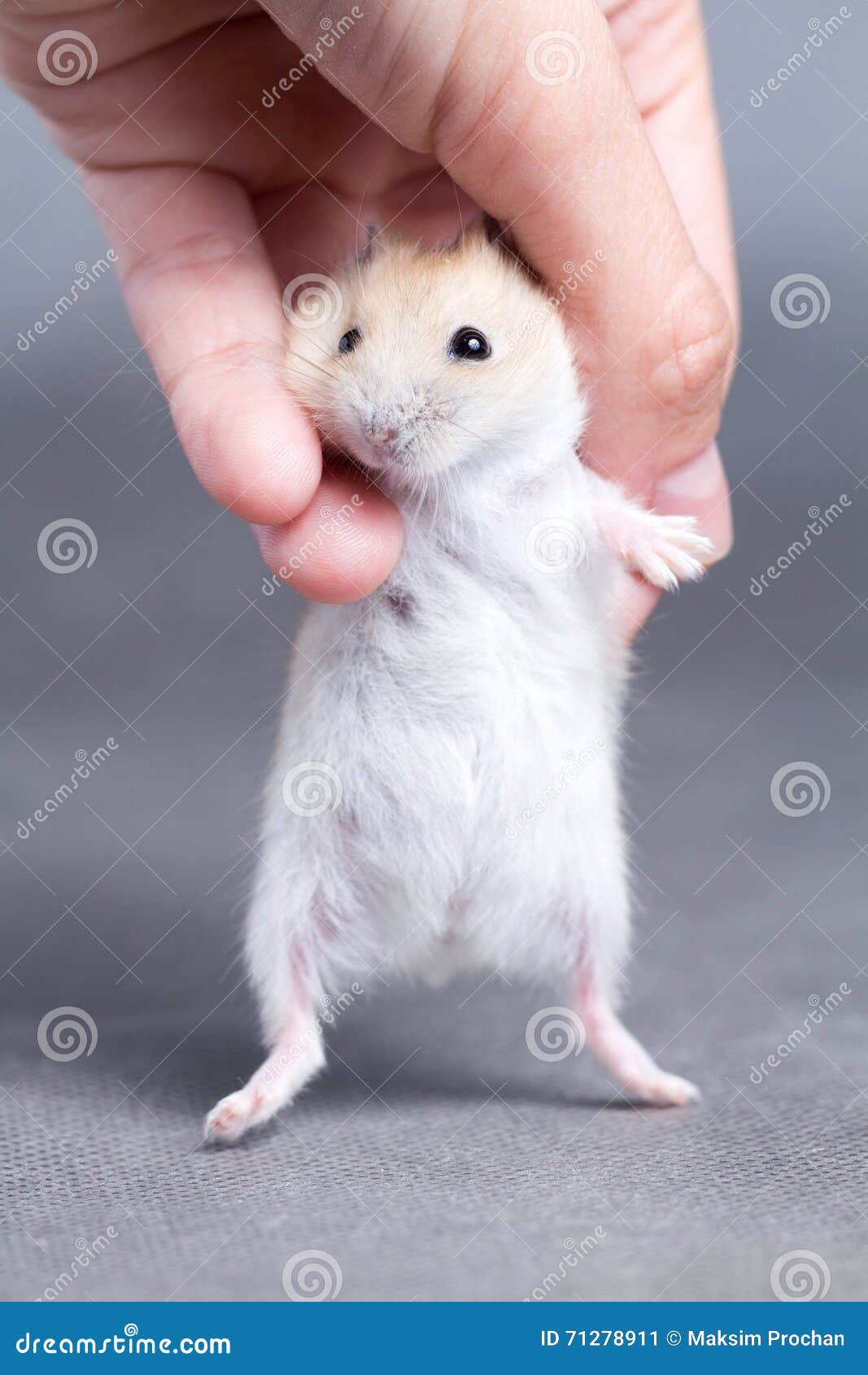 Little Hamster in the Hands of Women Stock Image - Image of dwarf ...