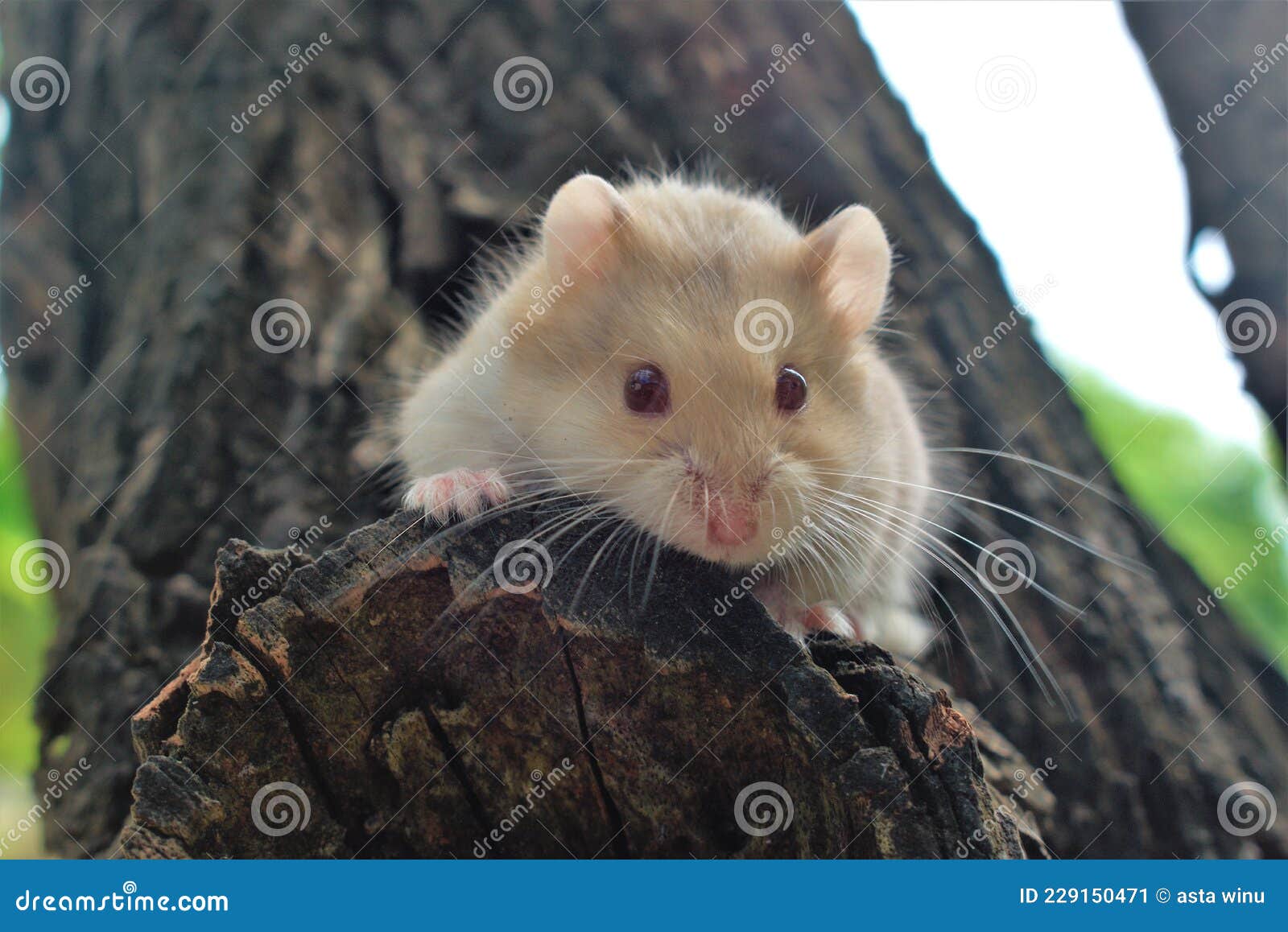 Little Hamster Posing on a Log Stock Image - Image of hamster, little ...