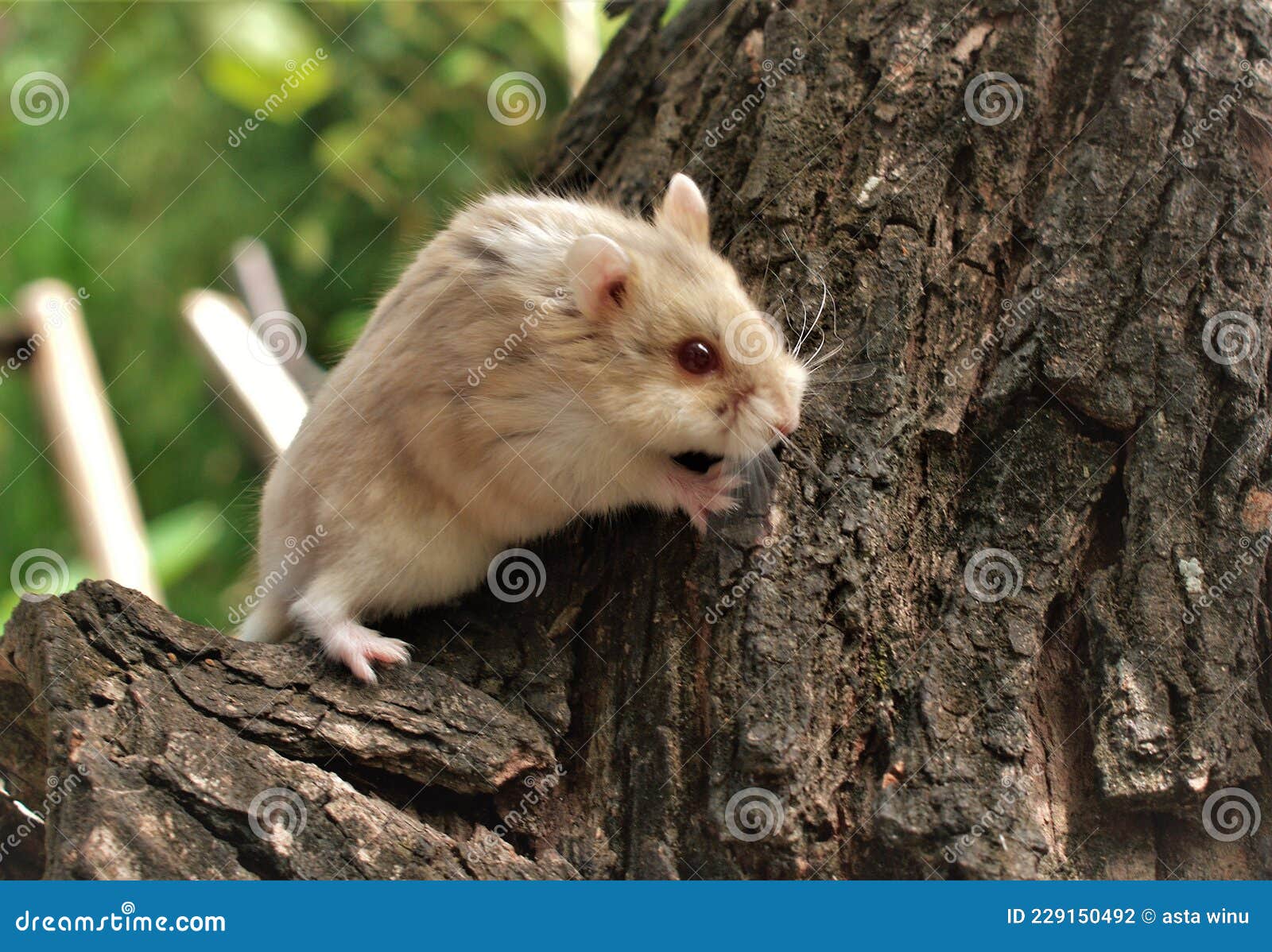 Little Hamster Posing on a Log Stock Photo - Image of posing, hamster ...