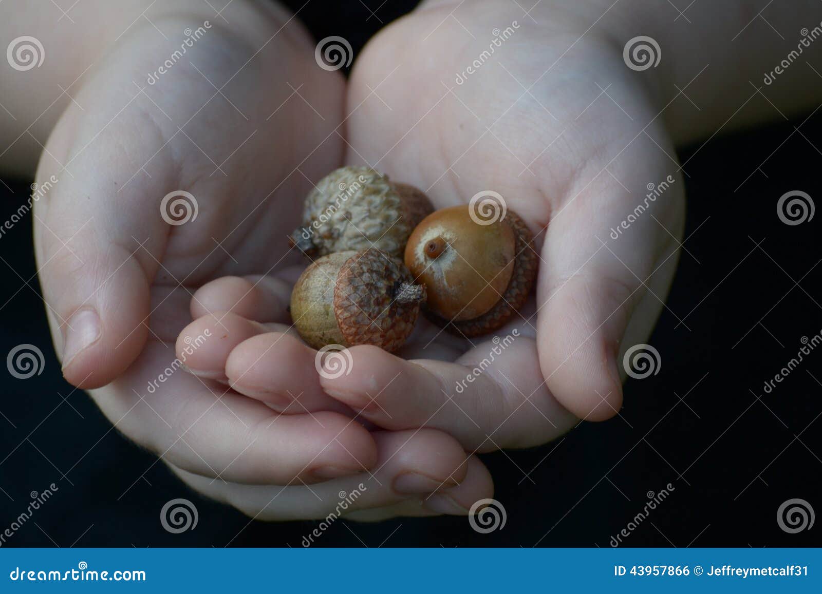 Child holding acorns stock photo. Image of hands, tiny - 43957866