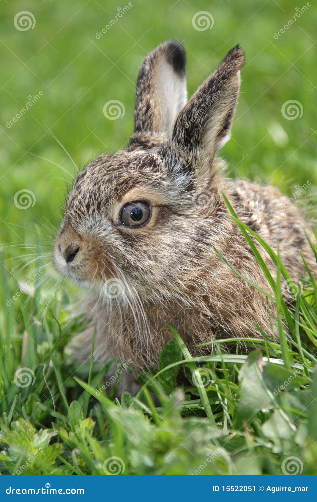 Little hare stock image. Image of watch, easter, look - 15522051