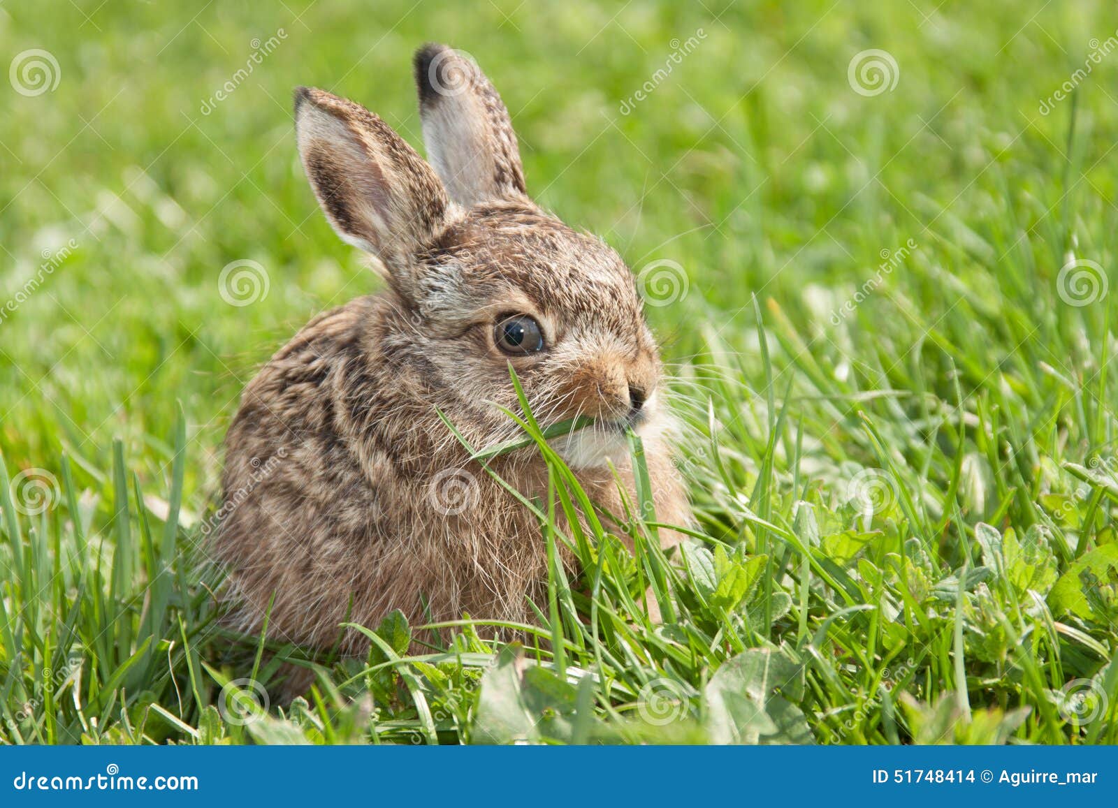Little hare stock photo. Image of spring, eating, wild - 51748414