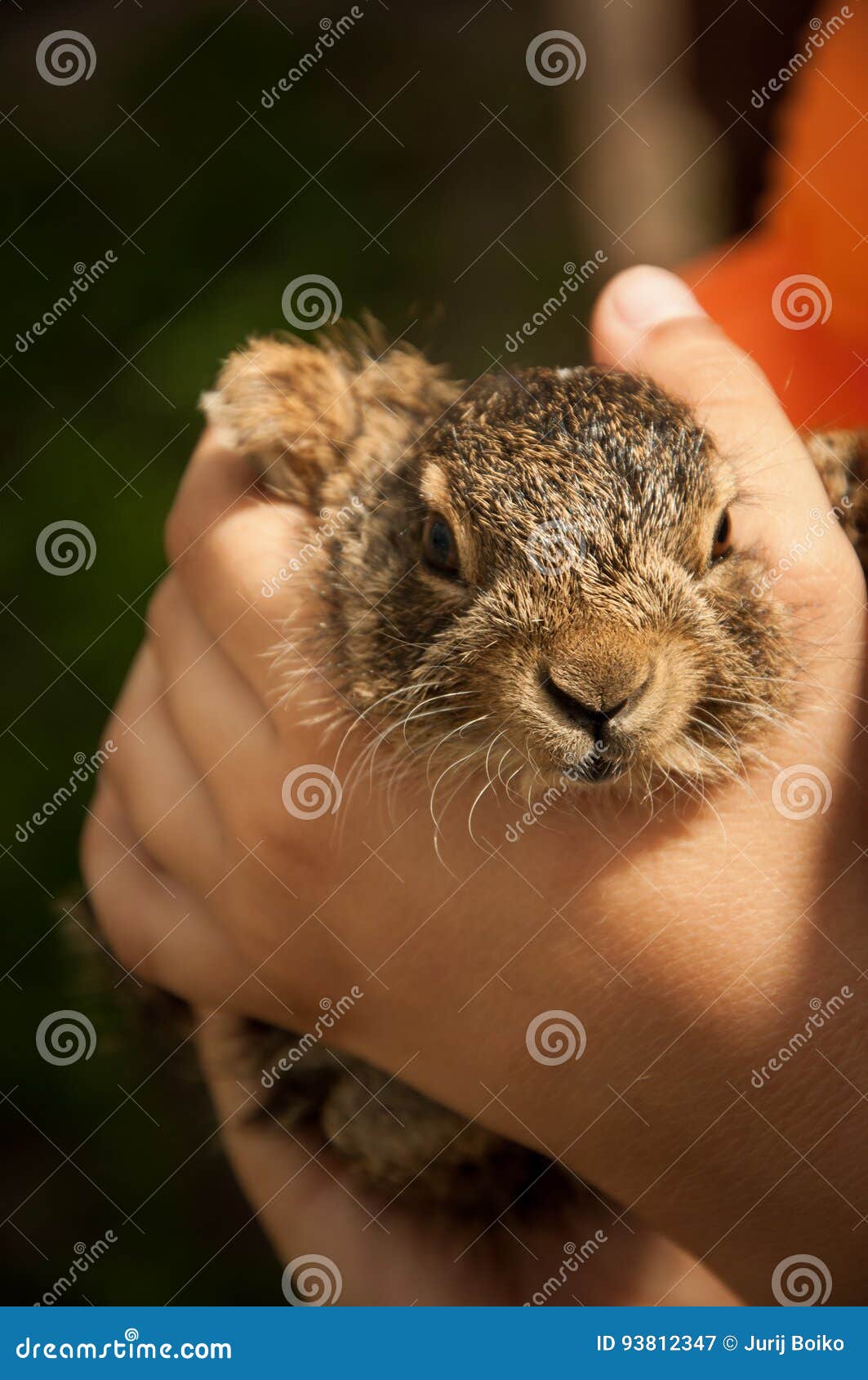 A Little Hare in the Hands of a Child Stock Image - Image of nature ...