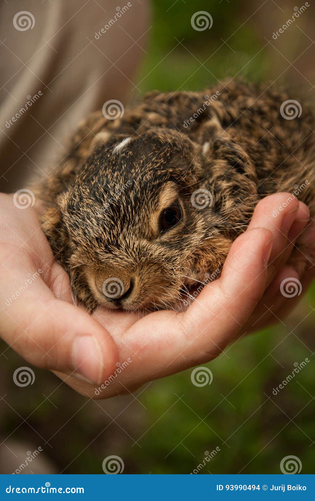 A Little Hare in the Hands of a Child Stock Photo - Image of portrait ...