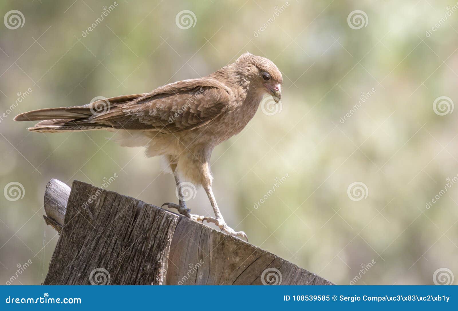 Little Harrier Walking on a Cut Trunk Stock Image - Image of chimango ...