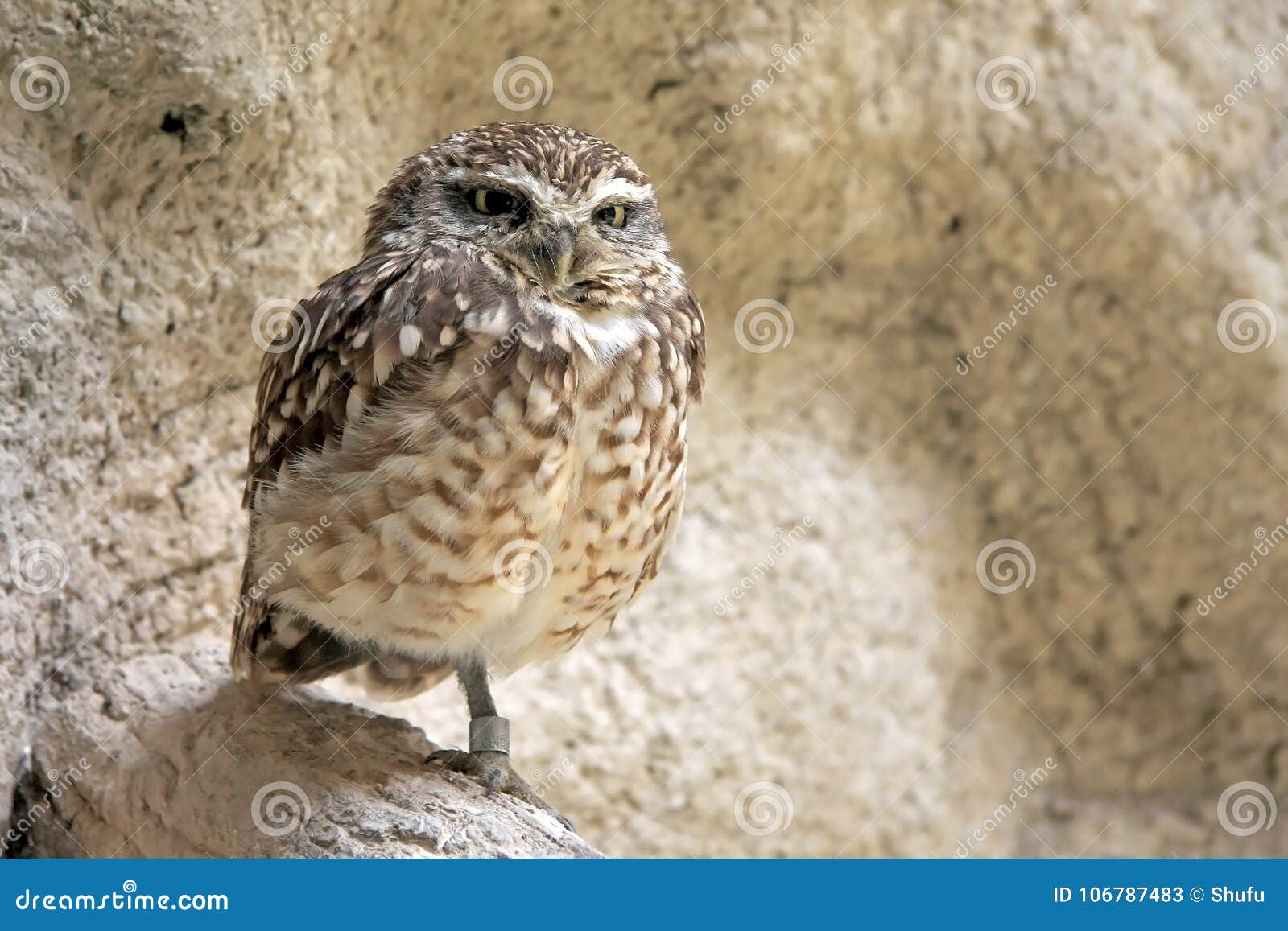 Little Hawk Standing on One Leg Stock Image - Image of plumage, falcon ...