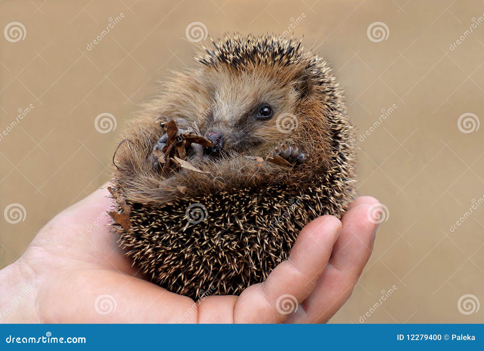 Little hedgehog stock photo. Image of small, care, animal - 12279400