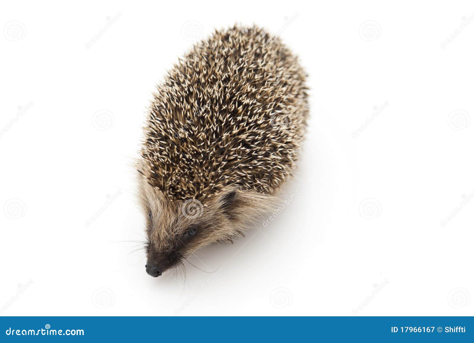 Little hedgehog stock image. Image of yellow, animal - 17966167