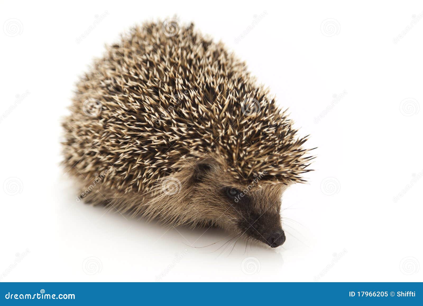 Little hedgehog stock image. Image of hedgehog, spine - 17966205