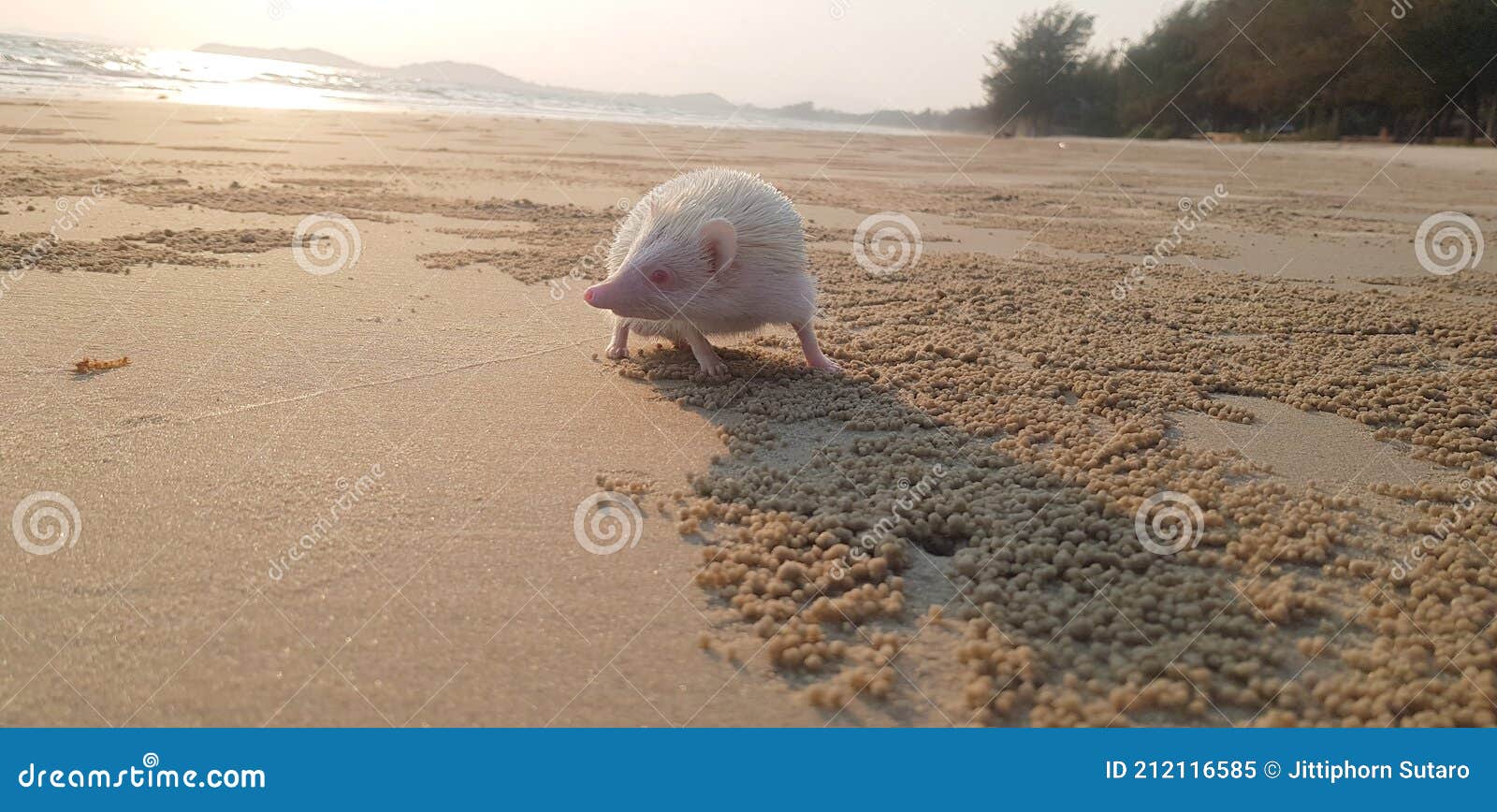 Little Hedgehog on the Beach Stock Image - Image of hedgehog, sand ...