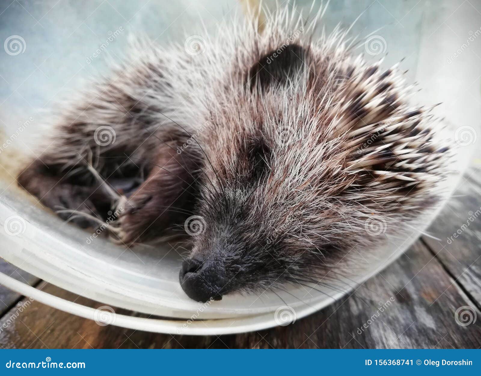 Little Hedgehog Cringing from the Cold Sleeping Stock Image - Image of ...