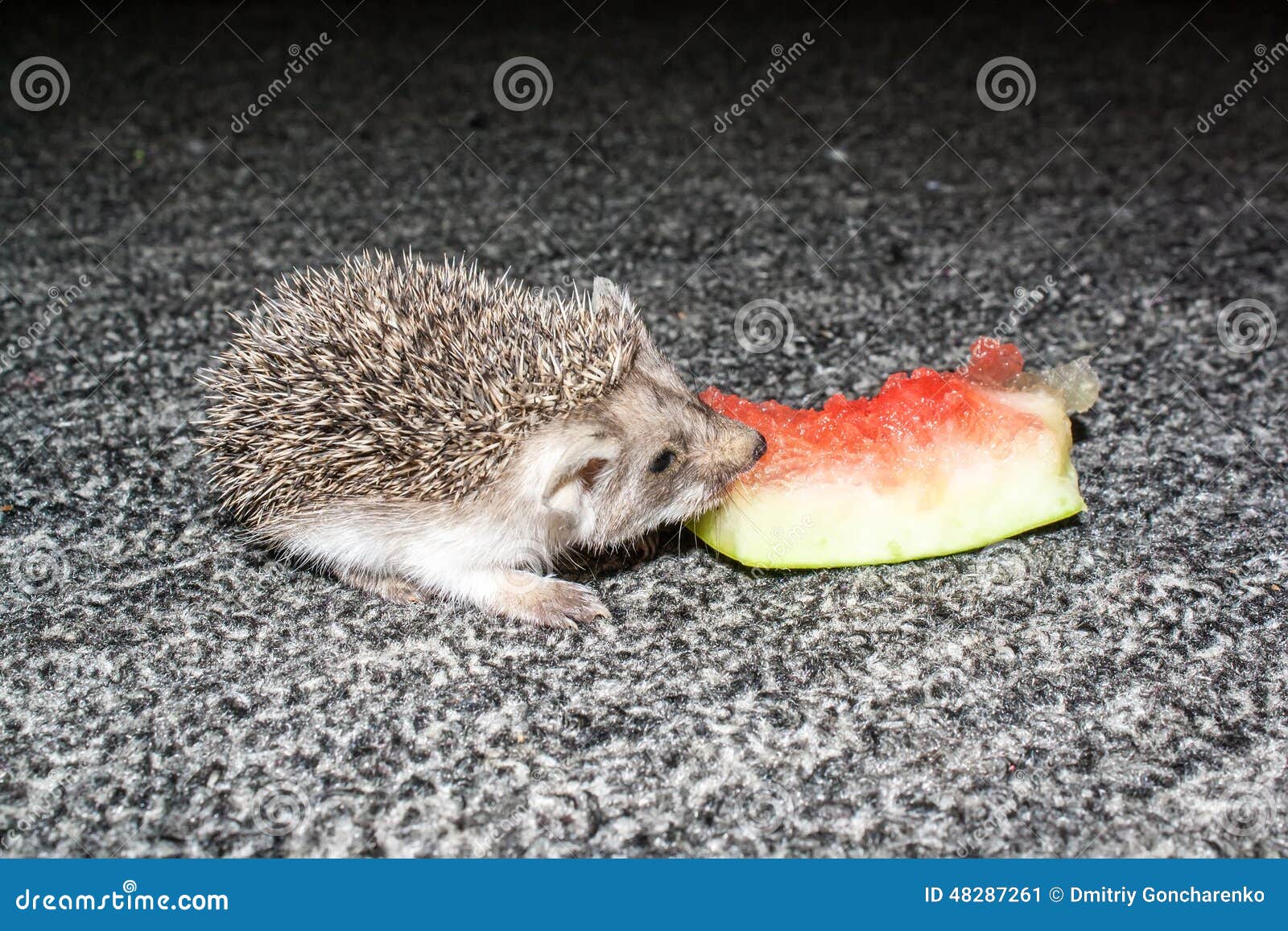 Little hedgehog stock image. Image of wild, bristle, mammals - 48287261