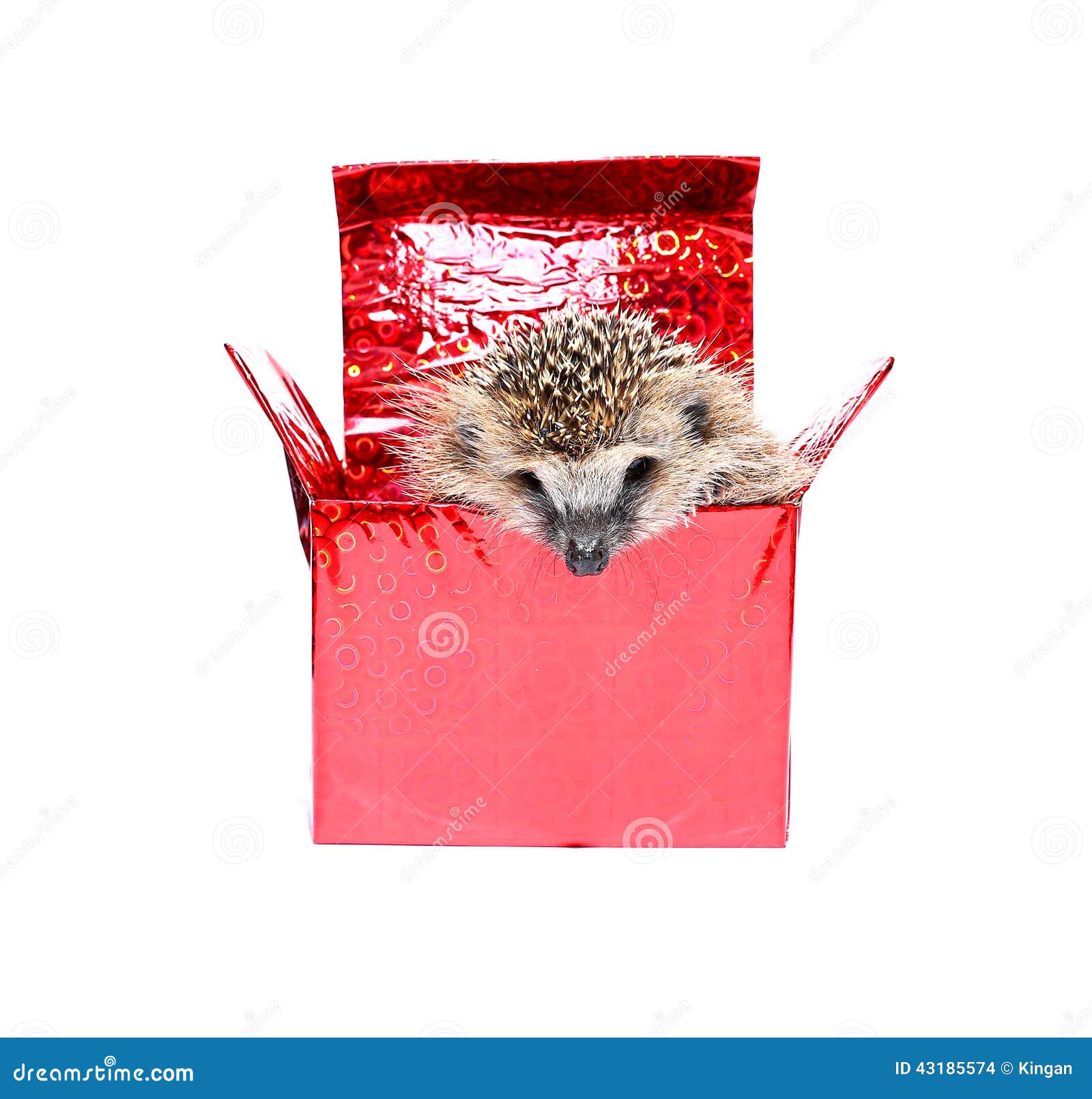 Little Hedgehog in a Gift Box Stock Photo - Image of cute, eyes: 43185574