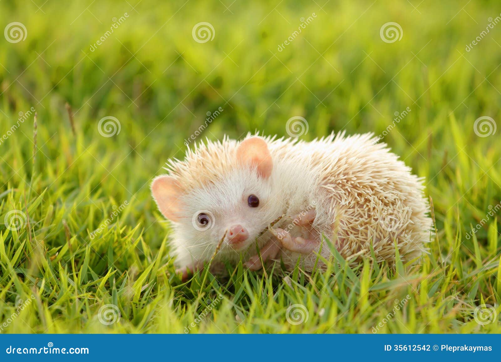 Little Hedgehog in the Grass Stock Photo - Image of domestic, alert ...