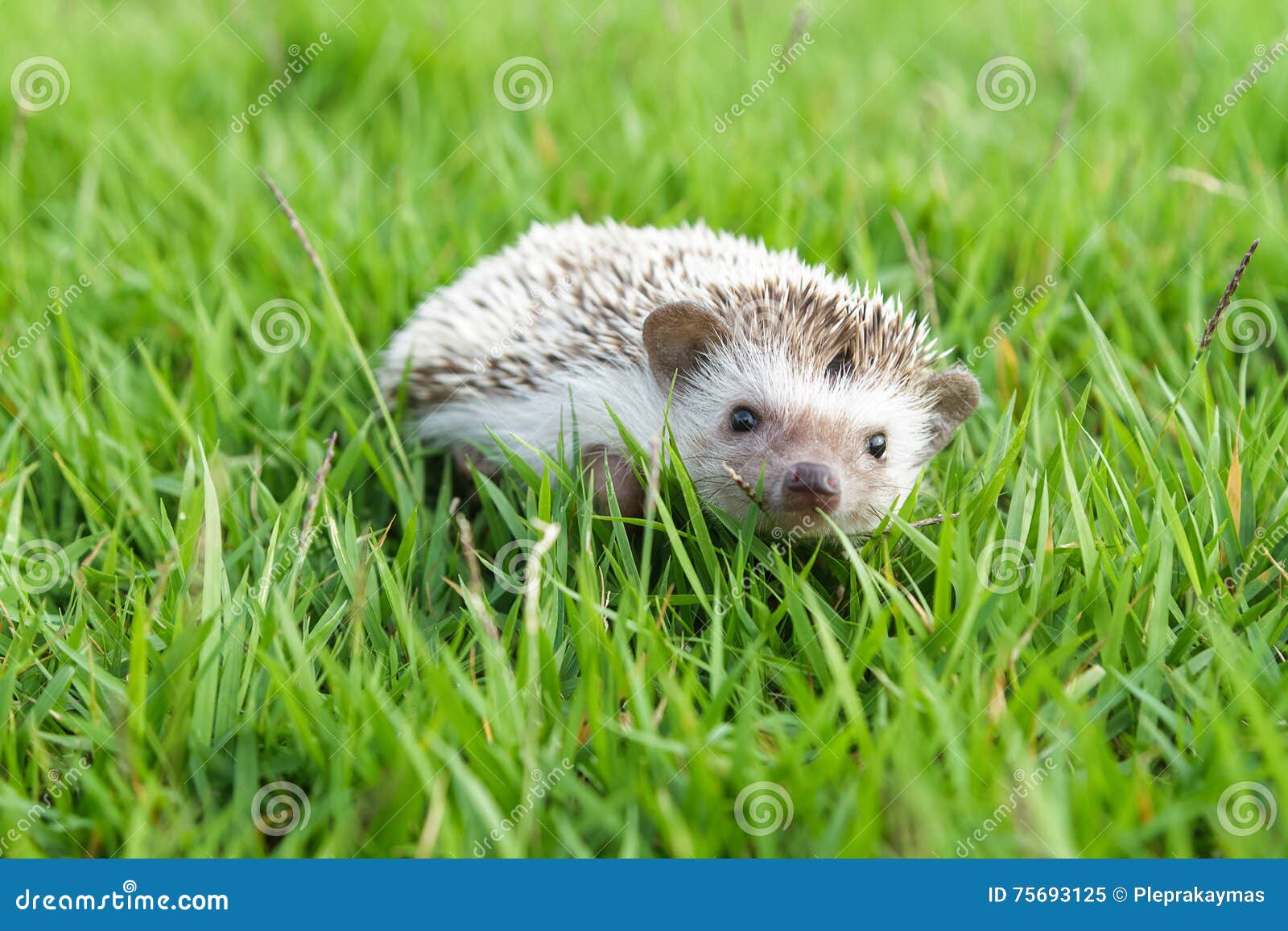 Little Hedgehog stock image. Image of prickly, autumn - 75693125