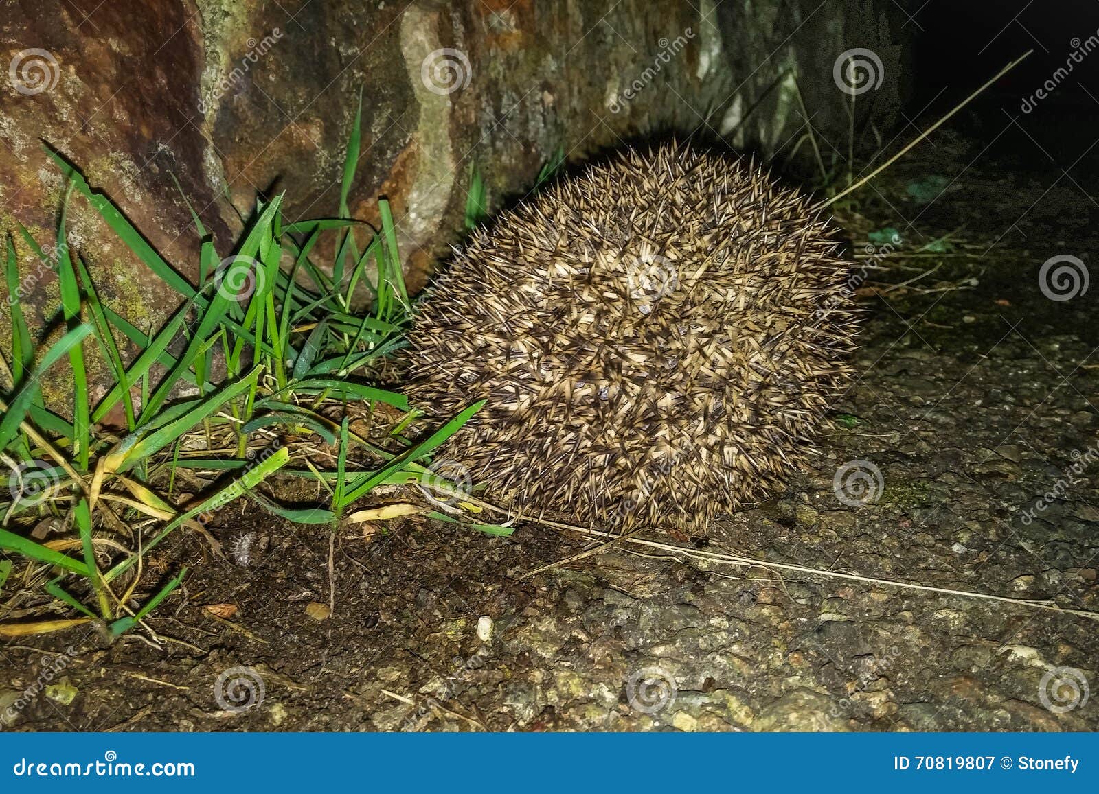 Little hedgehog at night stock image. Image of nocturnal - 70819807
