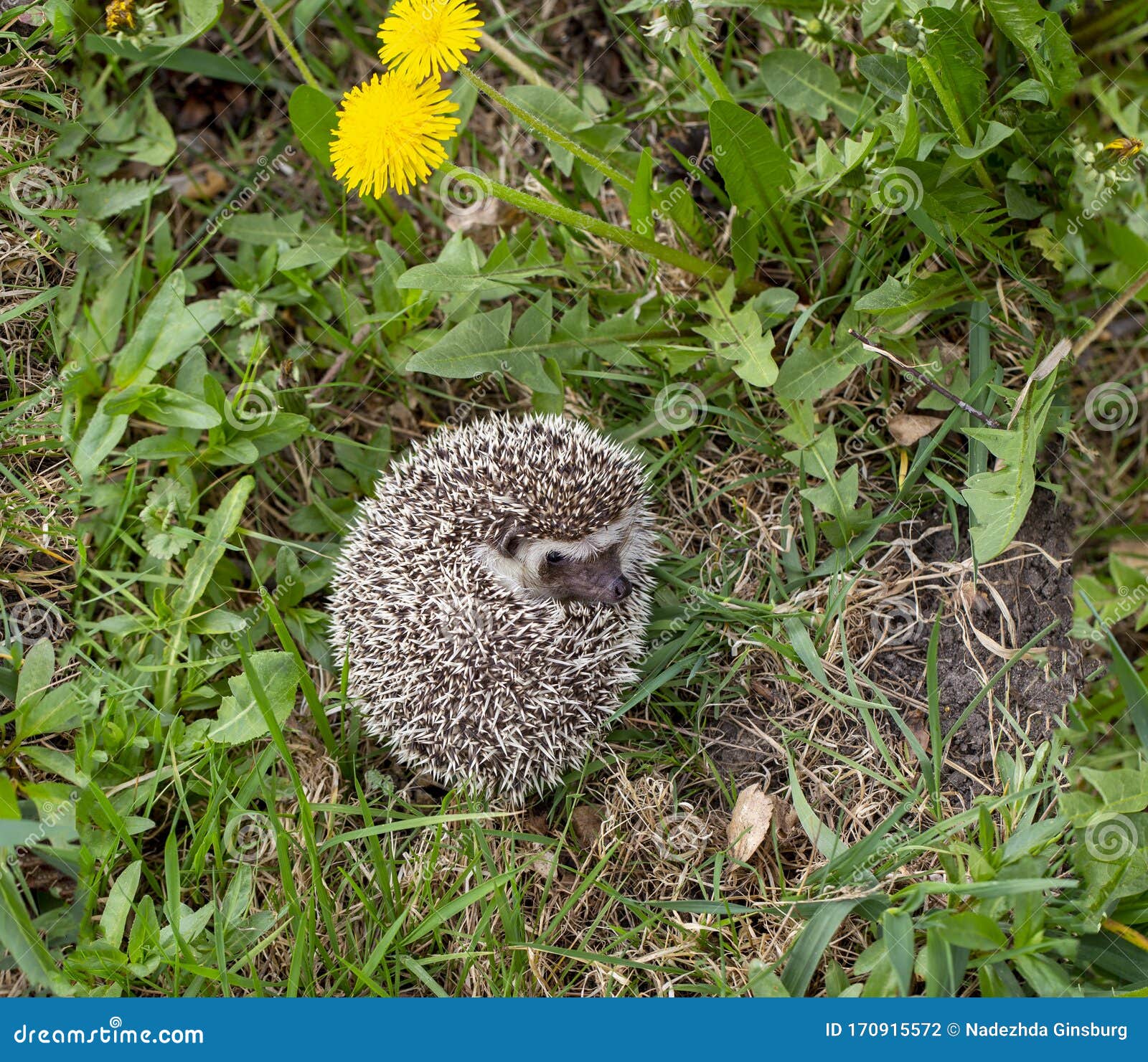 Little Hedgehog in the Spring Forest Stock Photo - Image of leaf ...