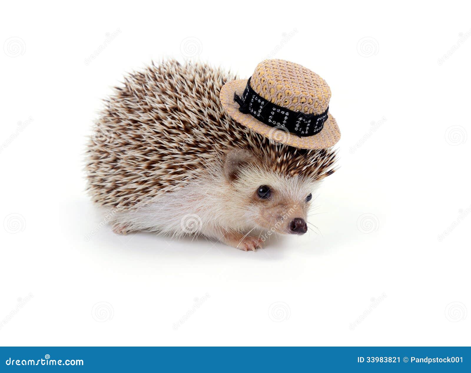 Little Hedgehog. Stock Image - Image: 33983821