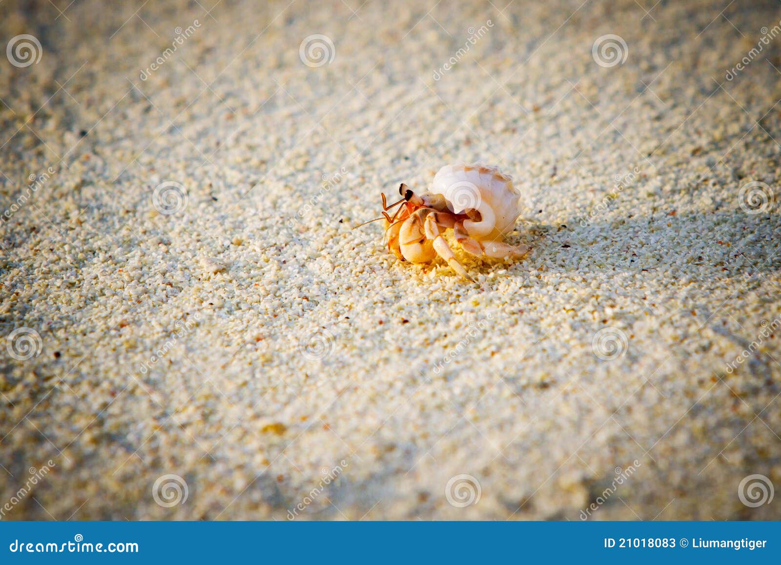 Little hermit crab stock image. Image of sands, wildlife - 21018083