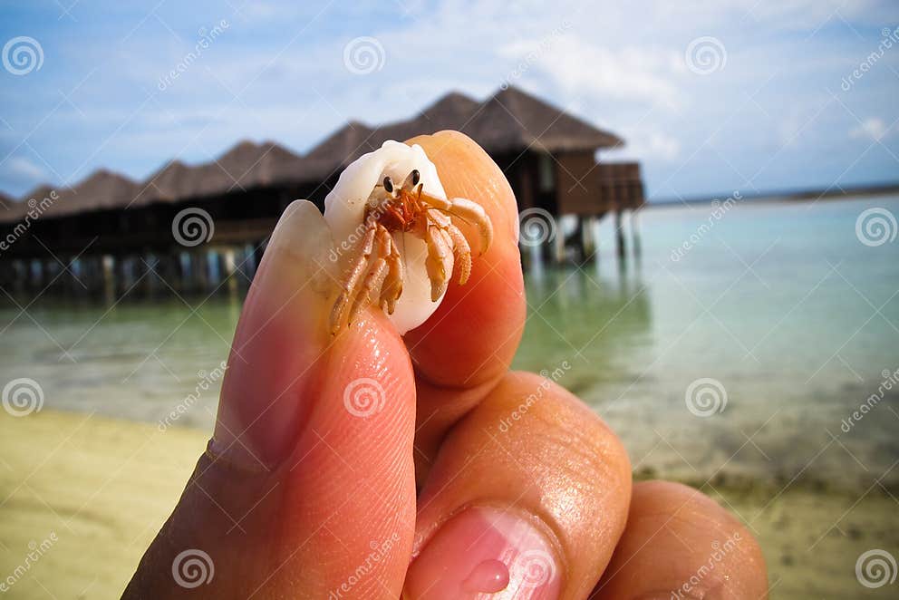 Little hermit crab in hand stock image. Image of crab - 21075263
