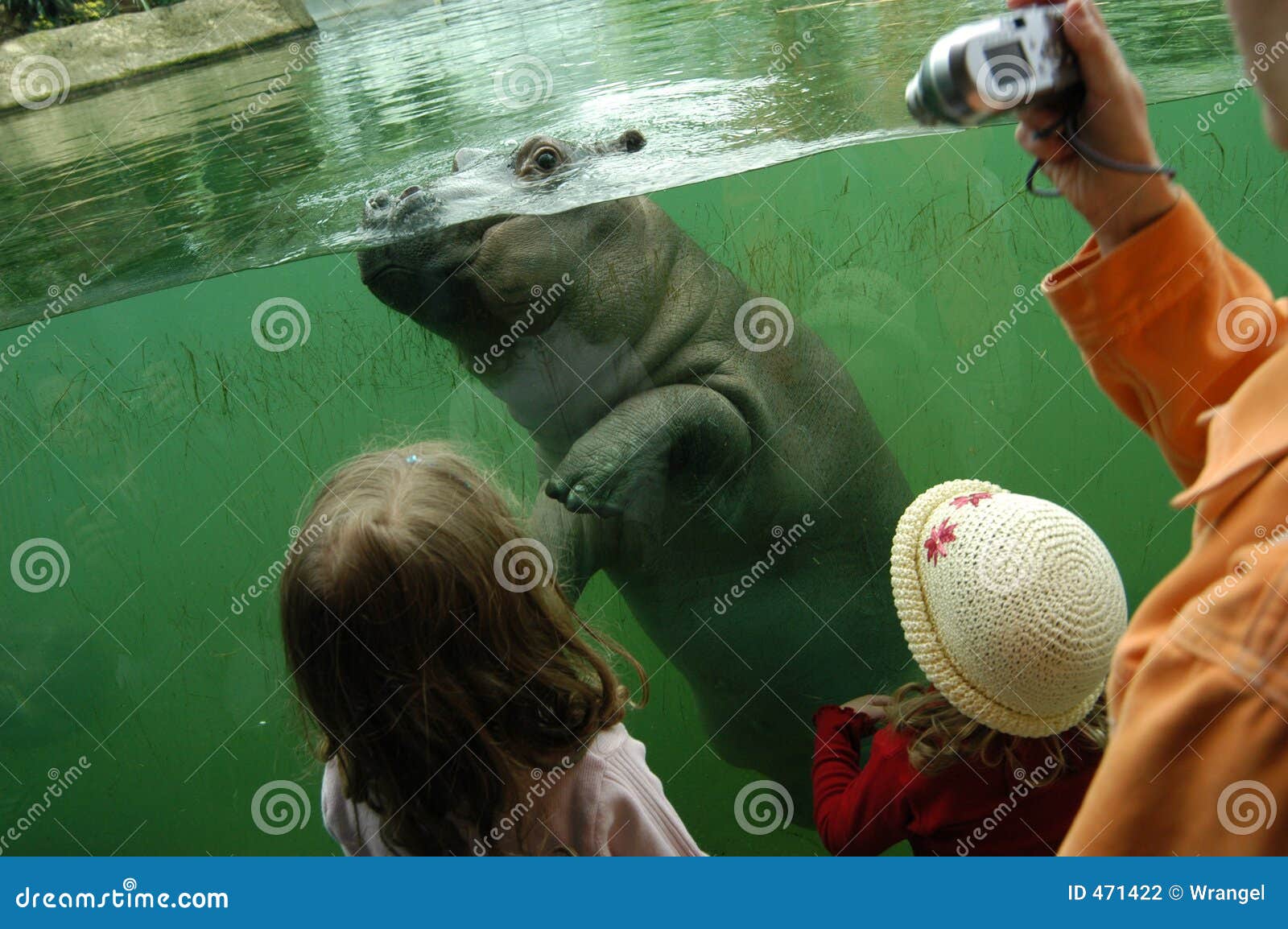 Little Hippo editorial photography. Image of artiodactyla - 471422