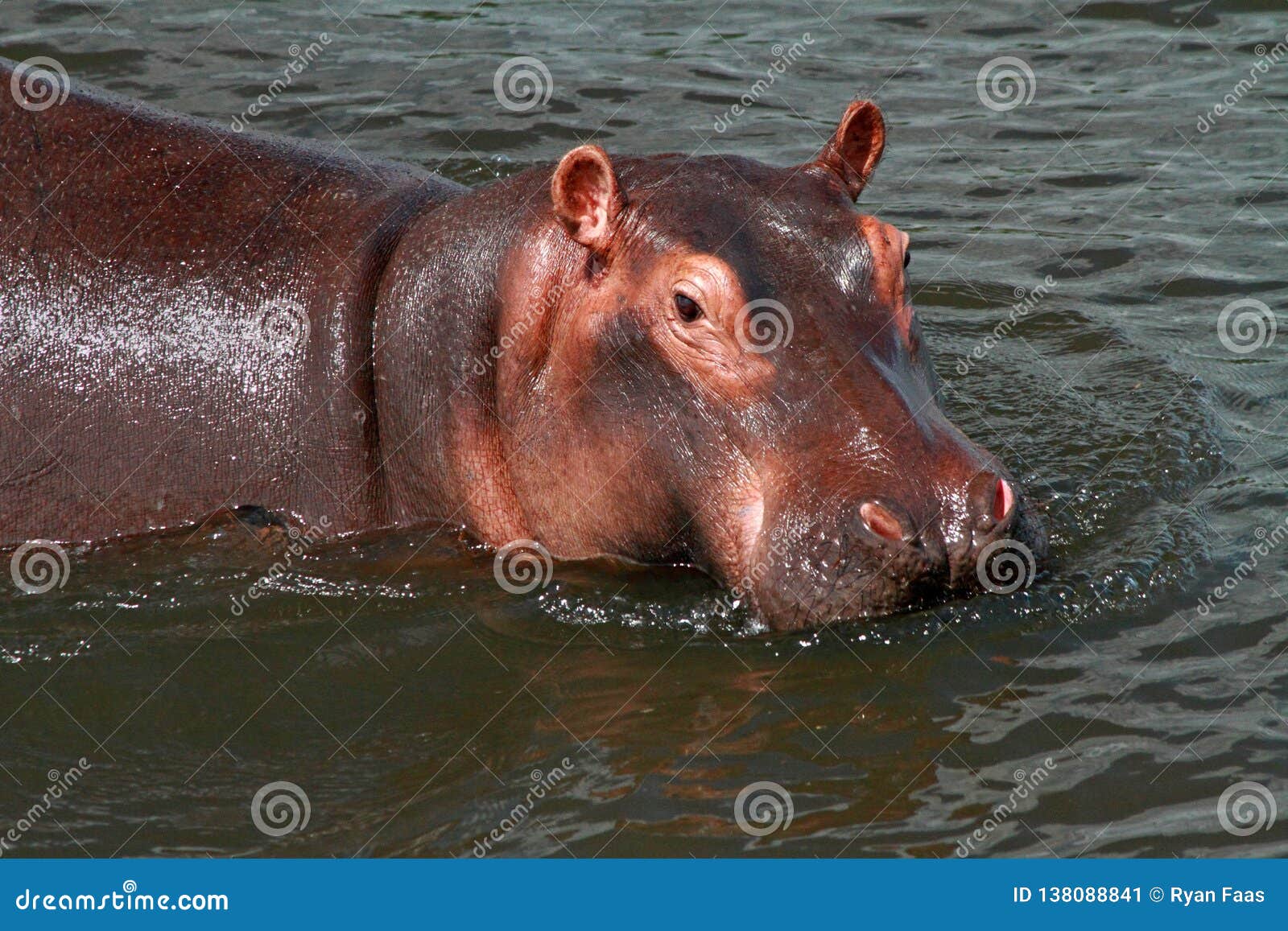 Little Hippo Portrait stock image. Image of cute, hippopotamus - 138088841