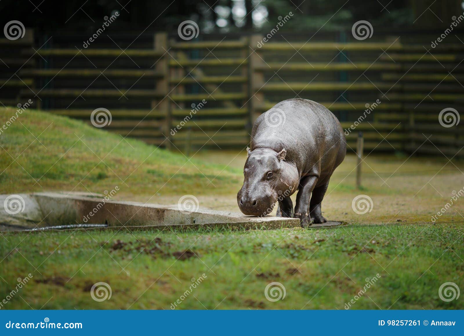 Little Hippo stock image. Image of black, africa, pink - 98257261