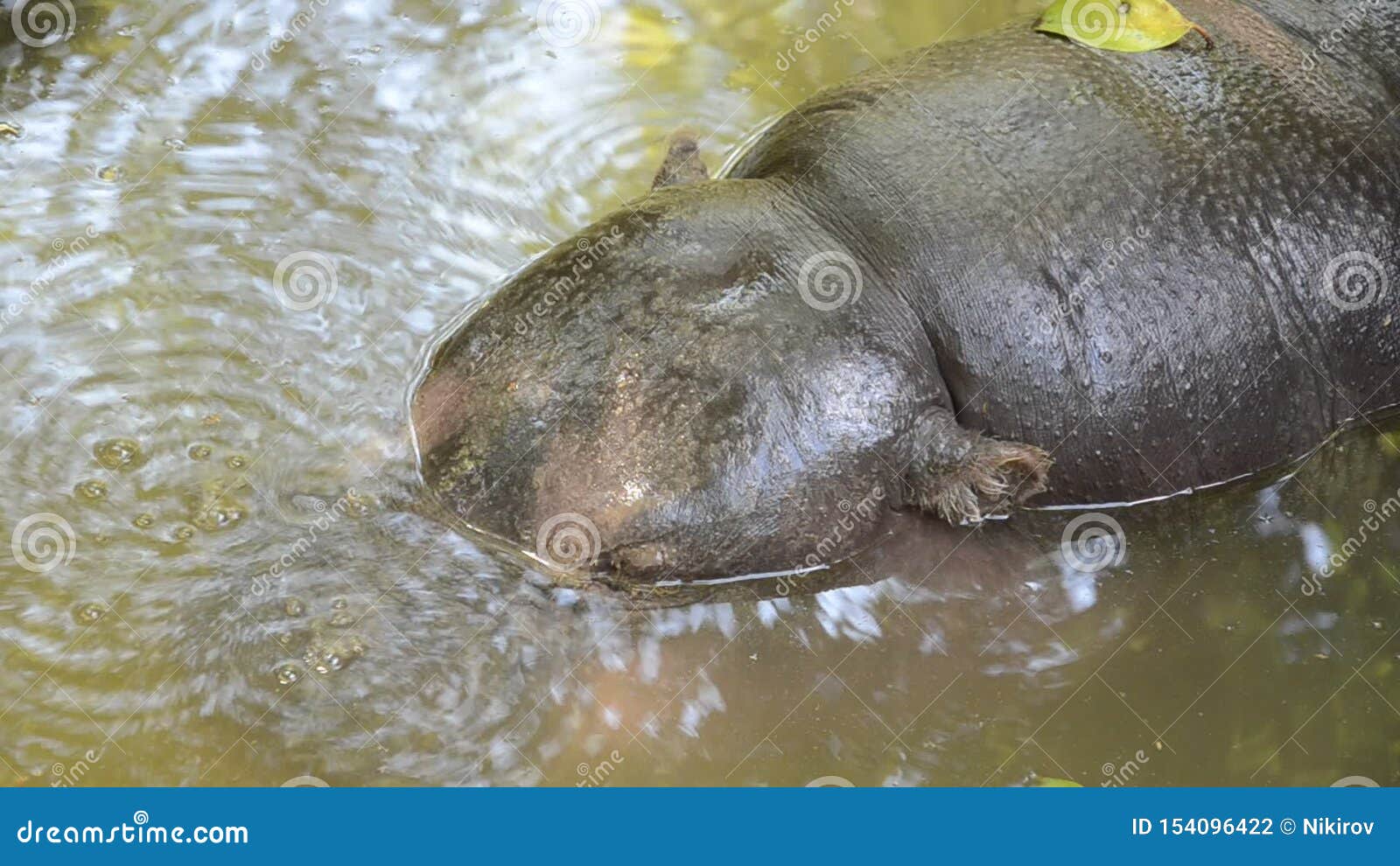 The Little Hippopotamus Cub Dives in the Water Stock Footage - Video of ...