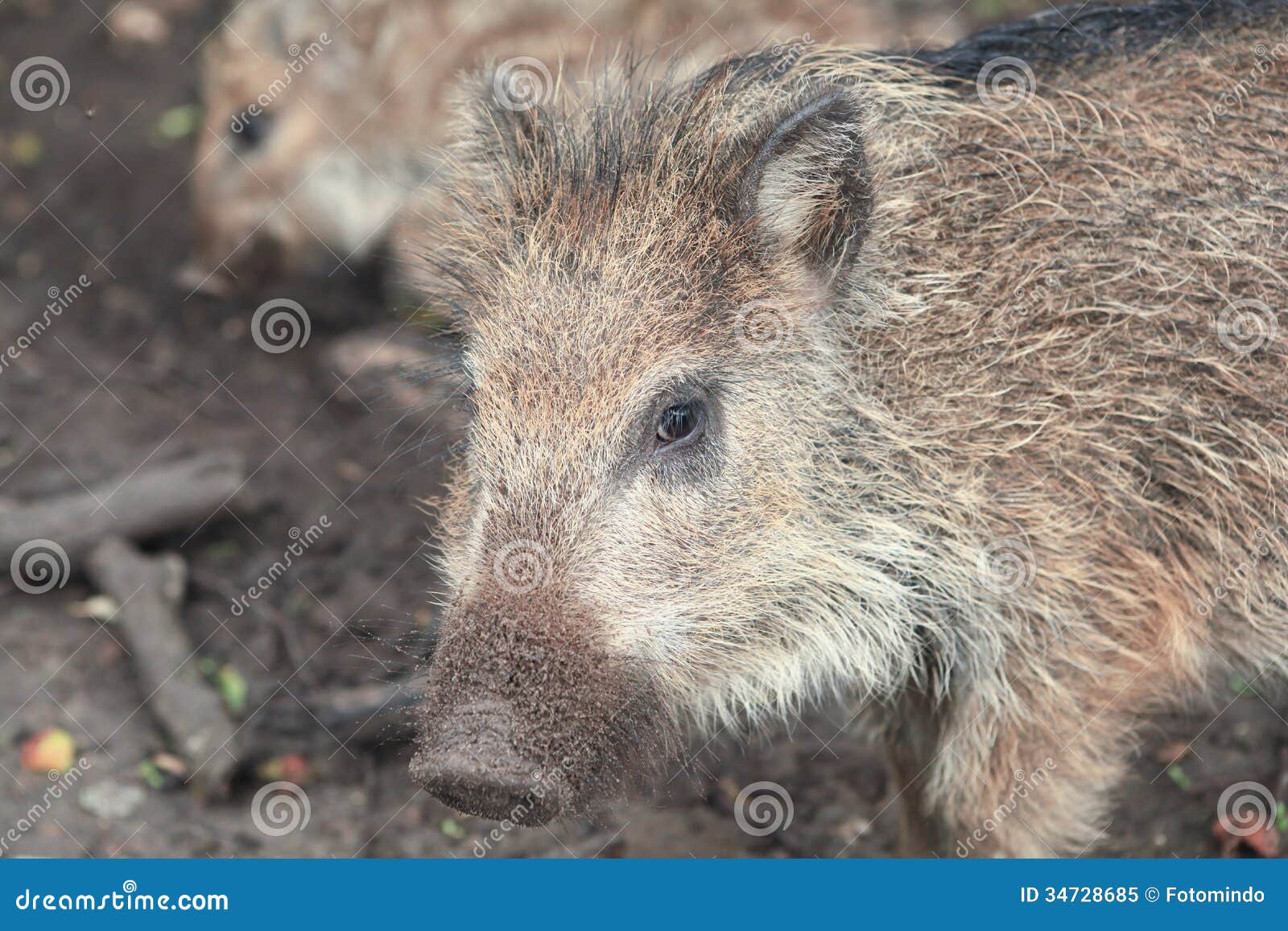 Little hog stock image. Image of baby, little, organism - 34728685
