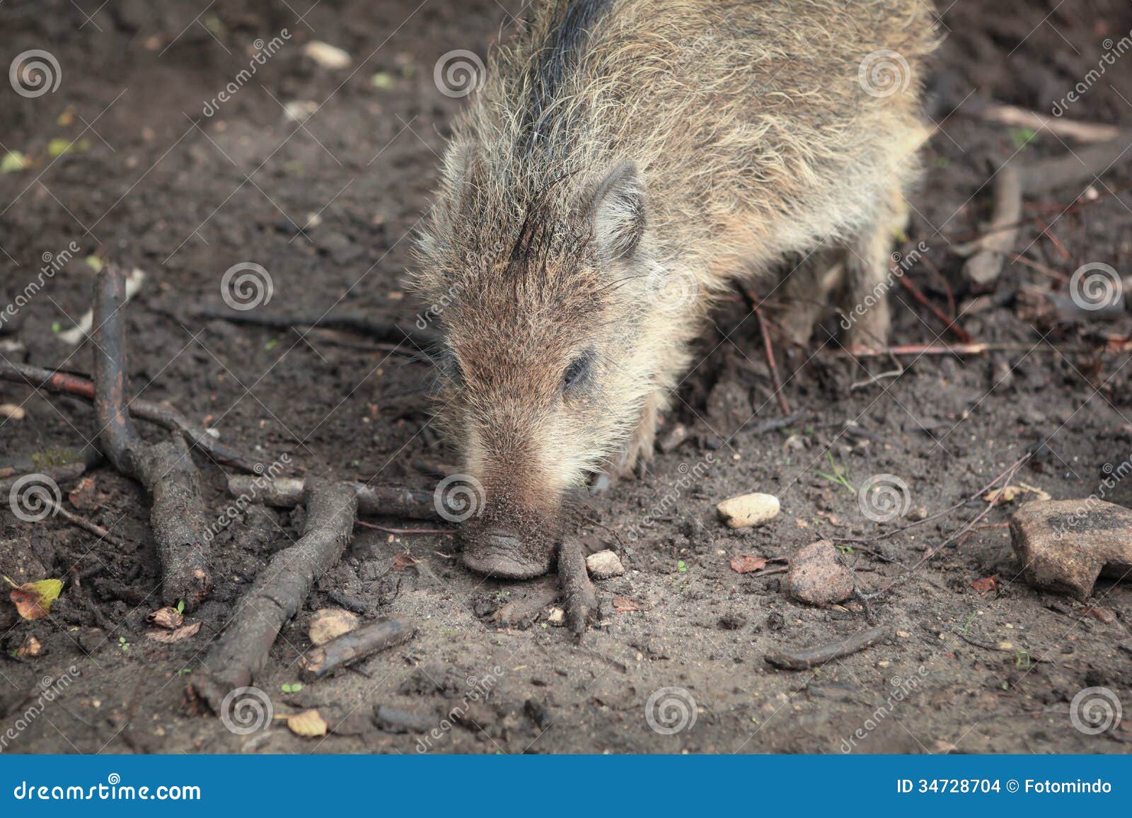 Little hog stock photo. Image of baby, animal, snout - 34728704