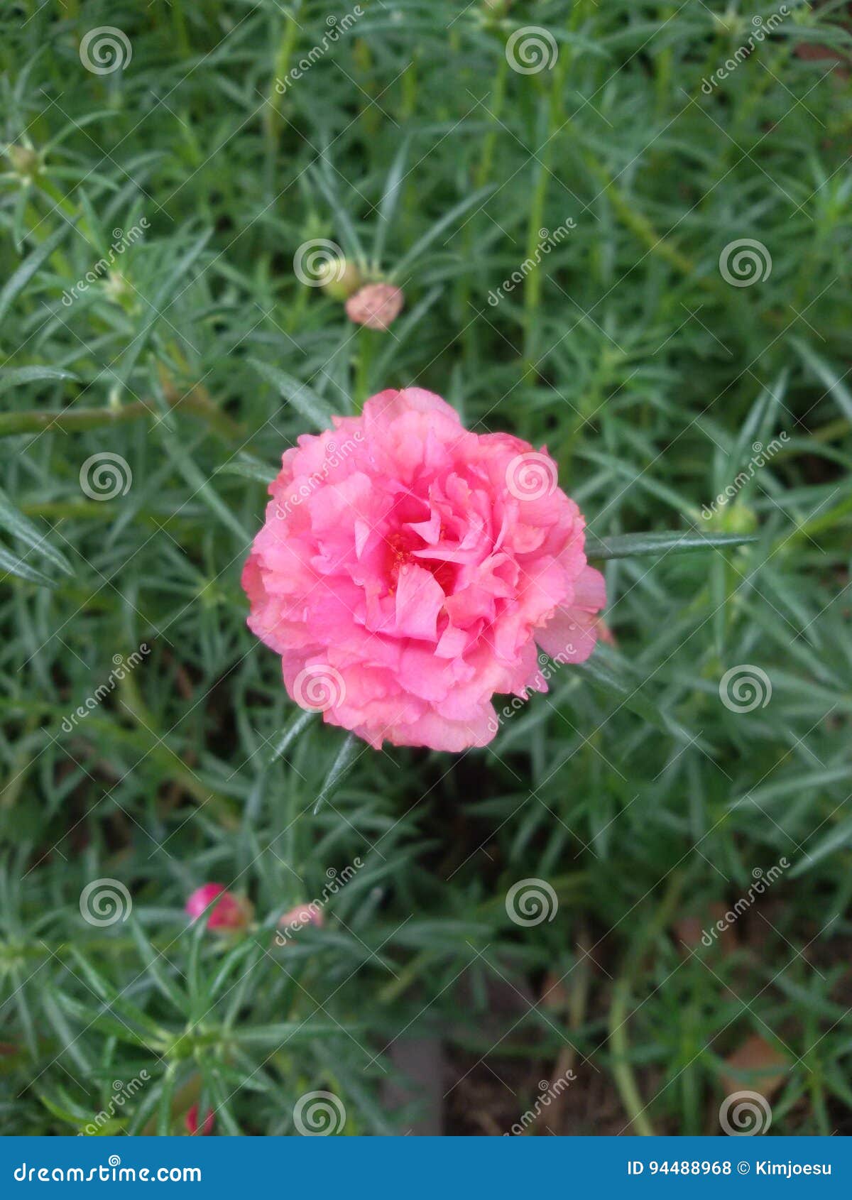 Little hogweed stock photo. Image of little, pink, plant - 94488968