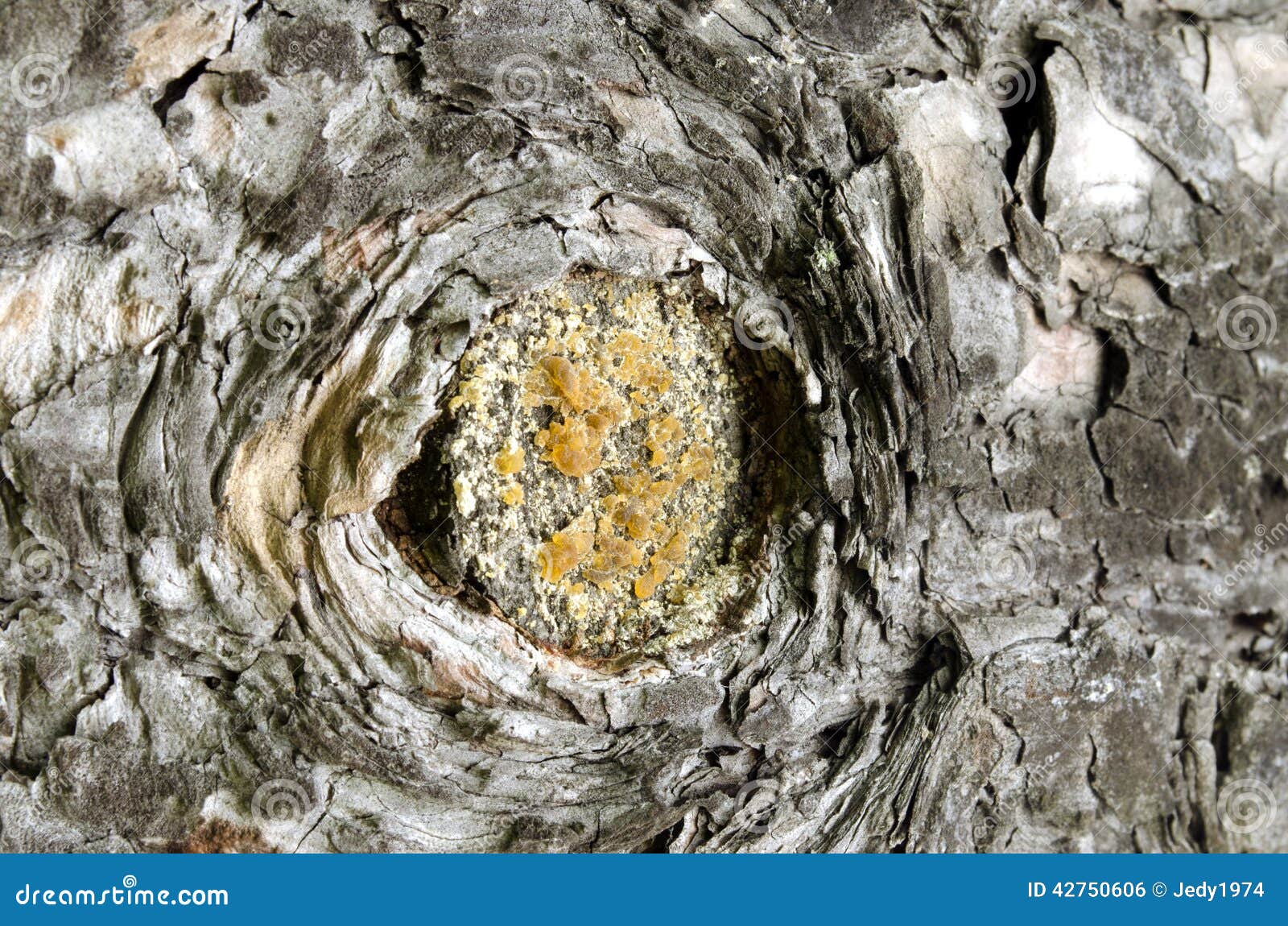 A Little Hole in the Bark of a Tree Stock Photo - Image of seasonal ...
