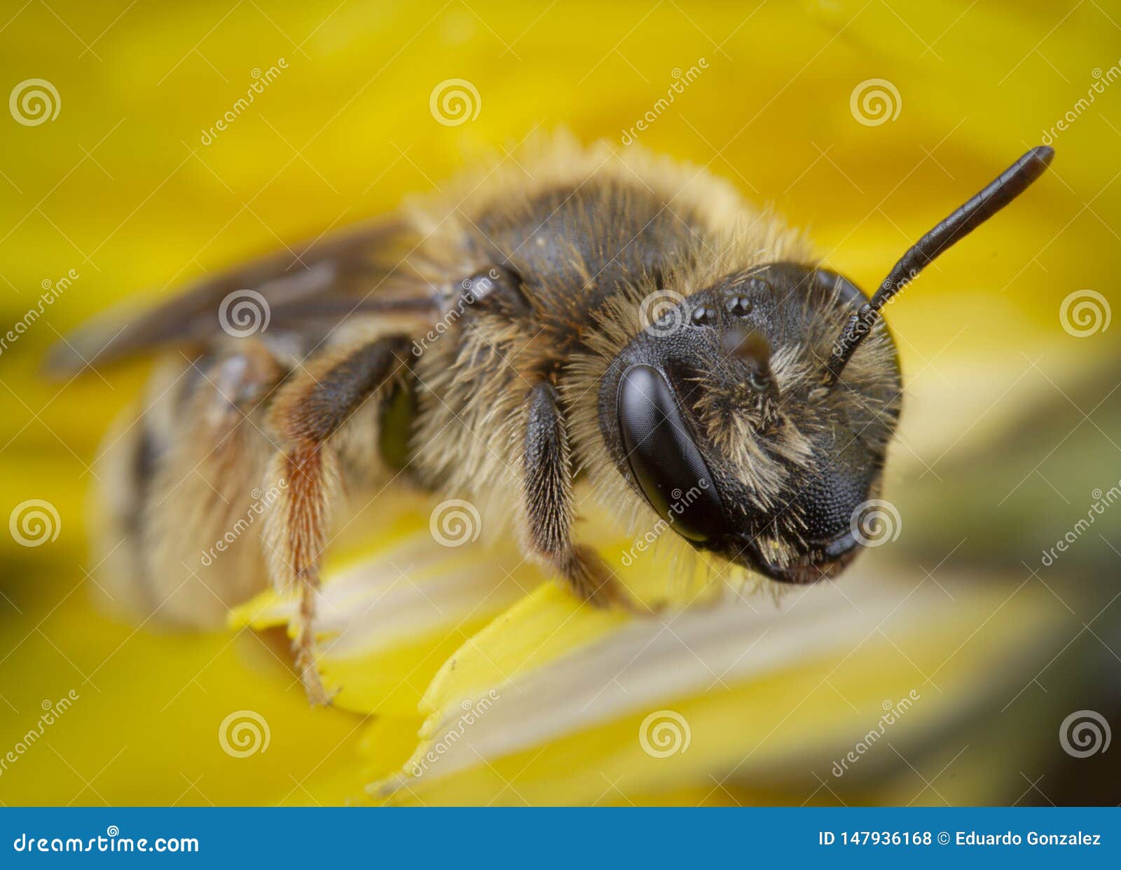 Little Honeybee Posing in a Yellow Flower Resting Stock Photo - Image ...