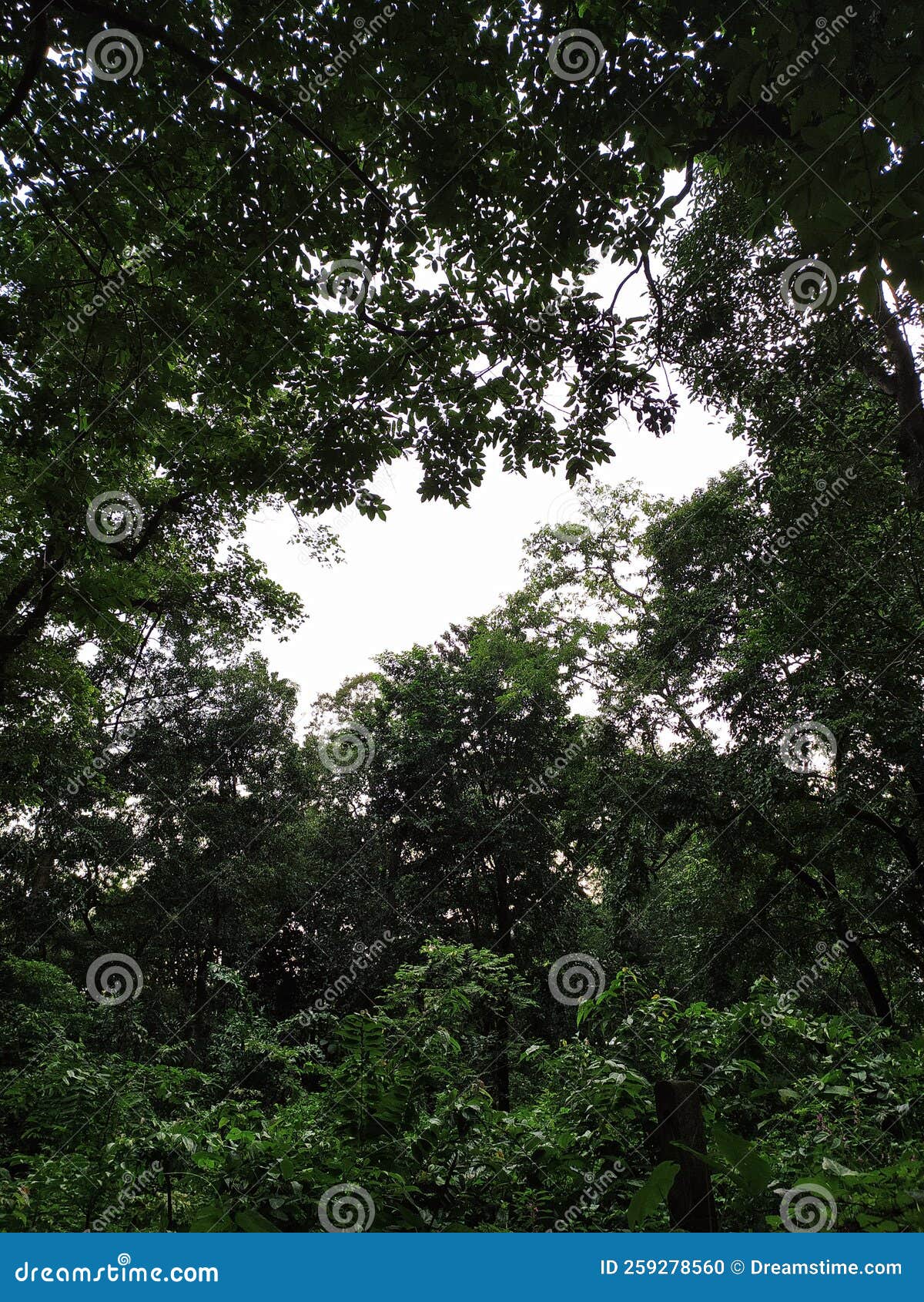 Little hope for nature stock photo. Image of greenary - 259278560