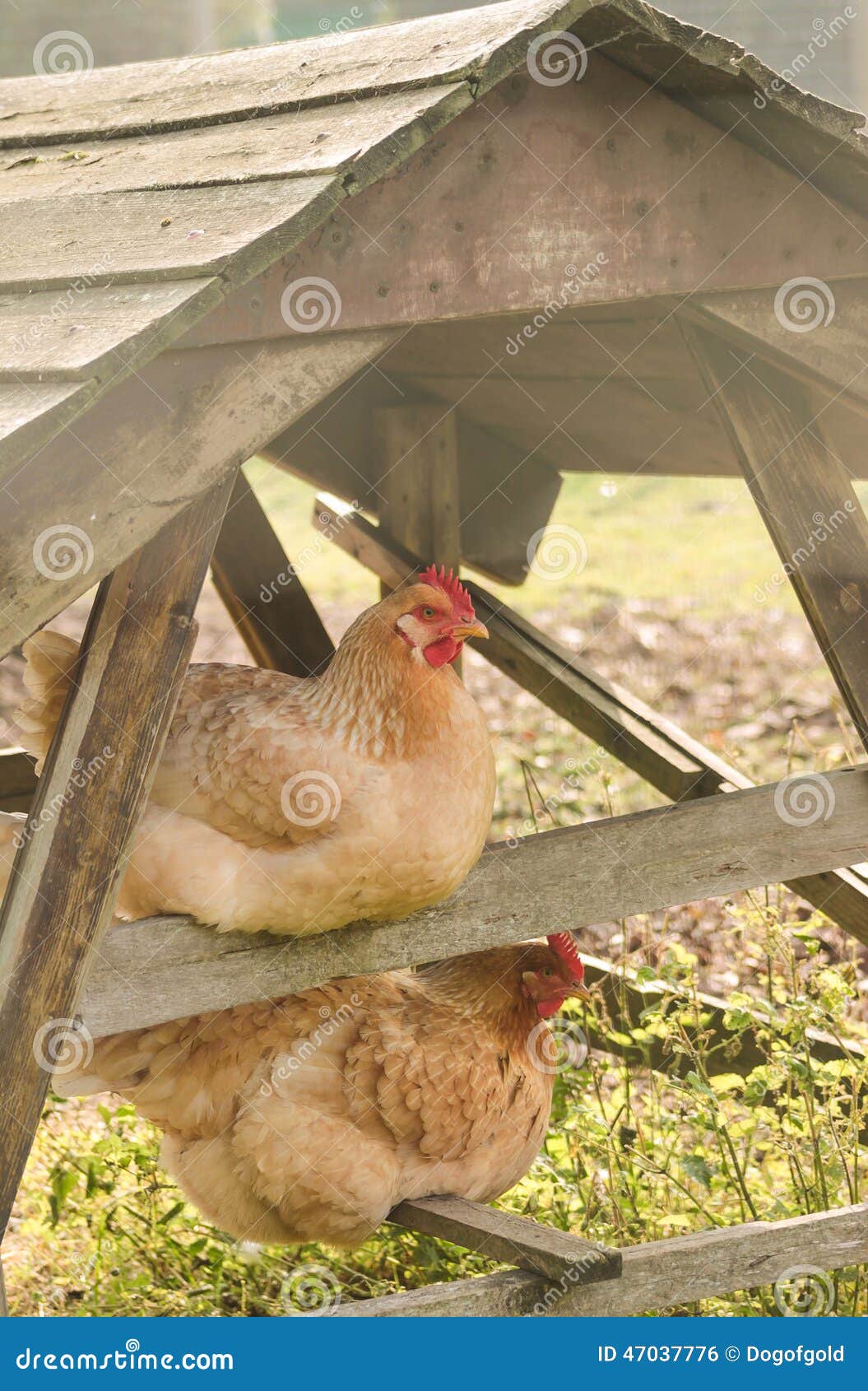 Little house for chickens stock photo. Image of chicken - 47037776