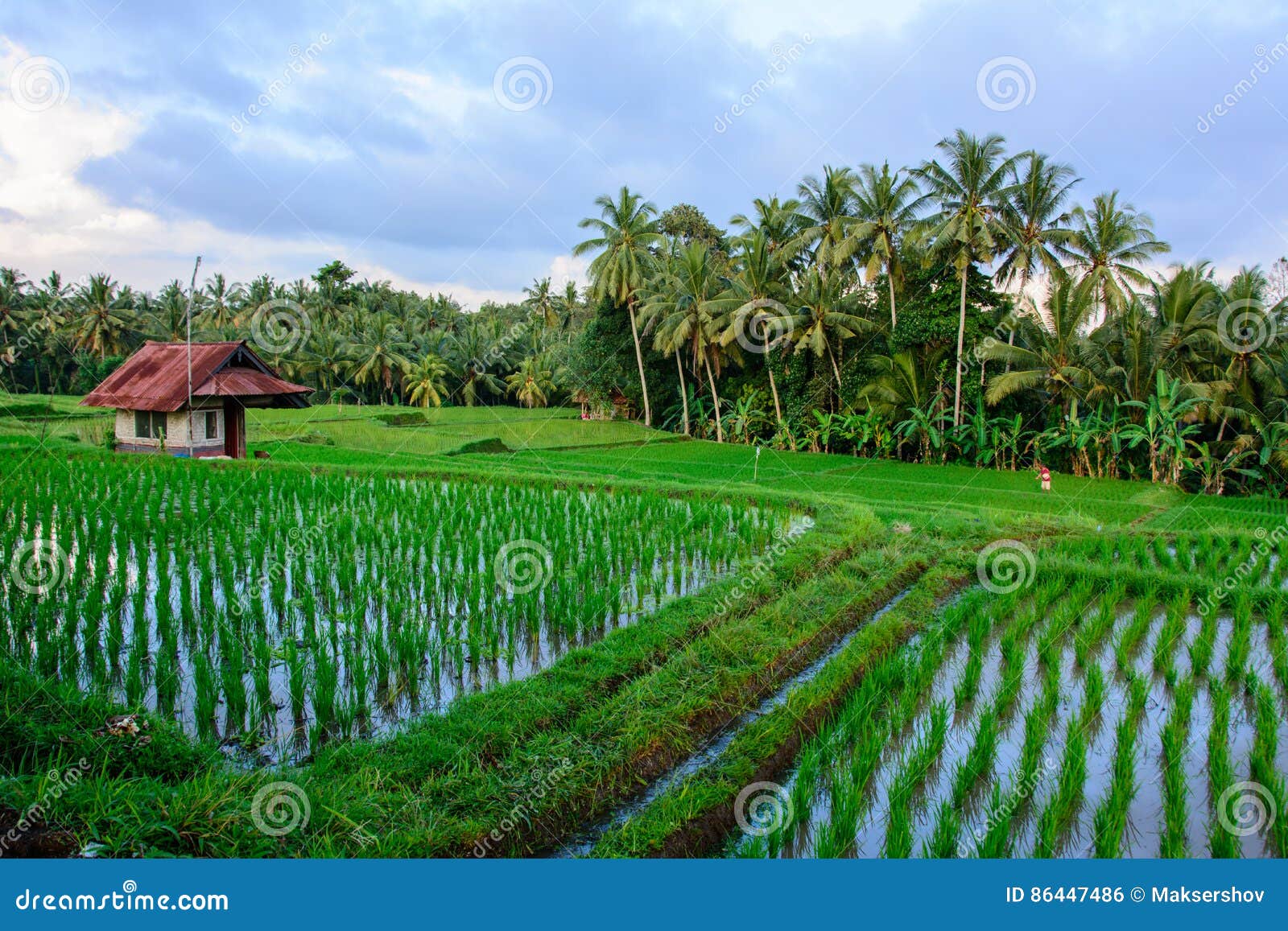 Little House on the Rice Fields of Ubud, Bali, Indonesia Stock Photo ...
