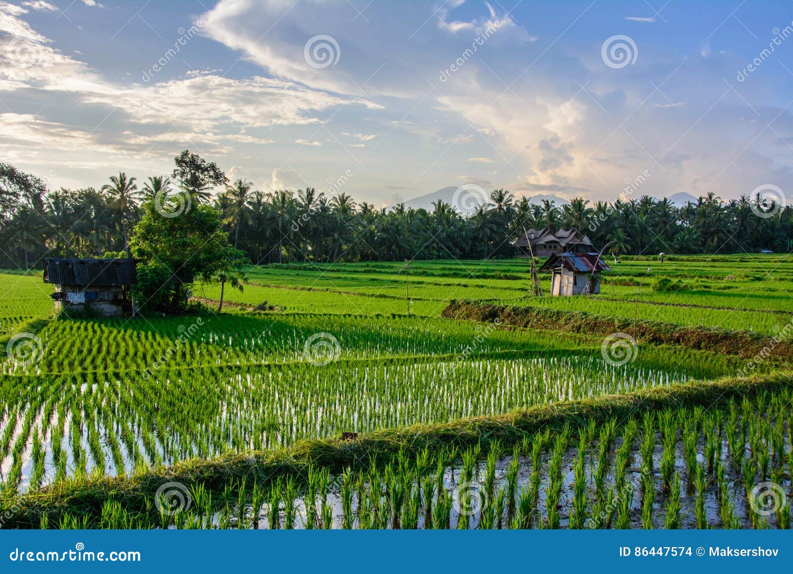 Little House on the Rice Fields of Ubud, Bali, Indonesia Stock Photo ...