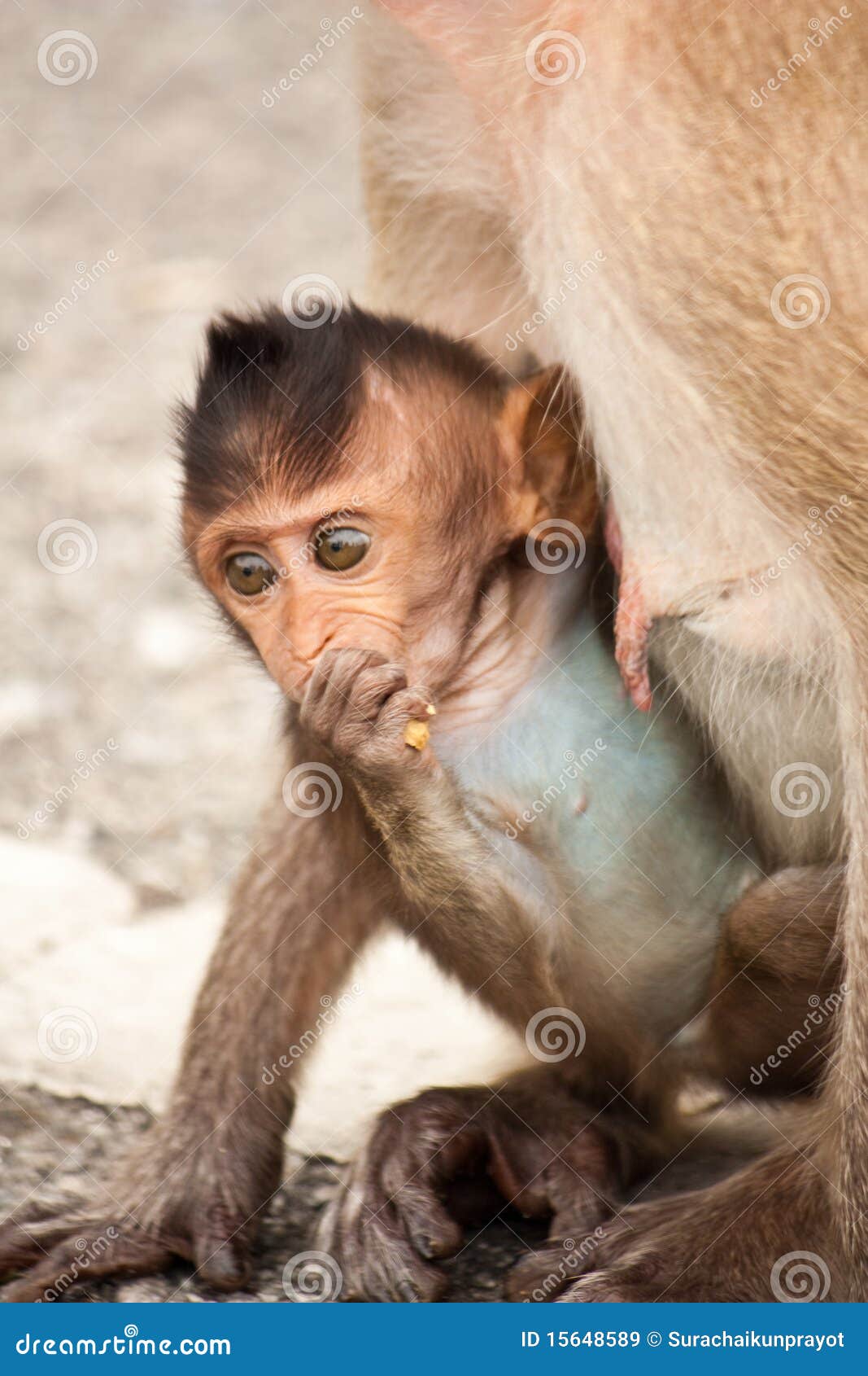 Little hungry monkey stock image. Image of funny, nature - 15648589