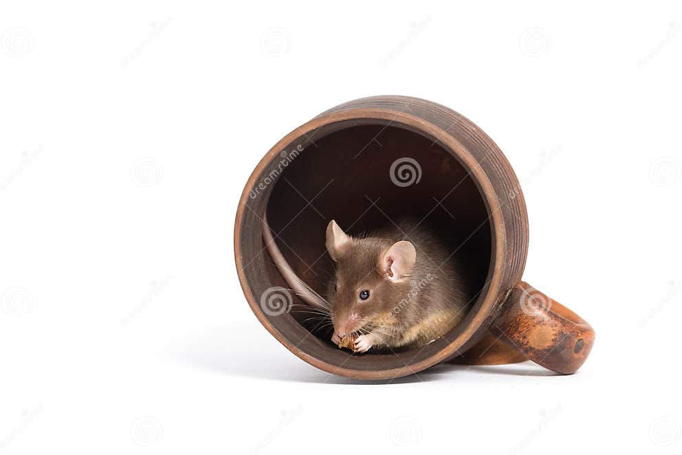 Little Hungry Mouse in an Empty Cup Stock Photo - Image of search ...