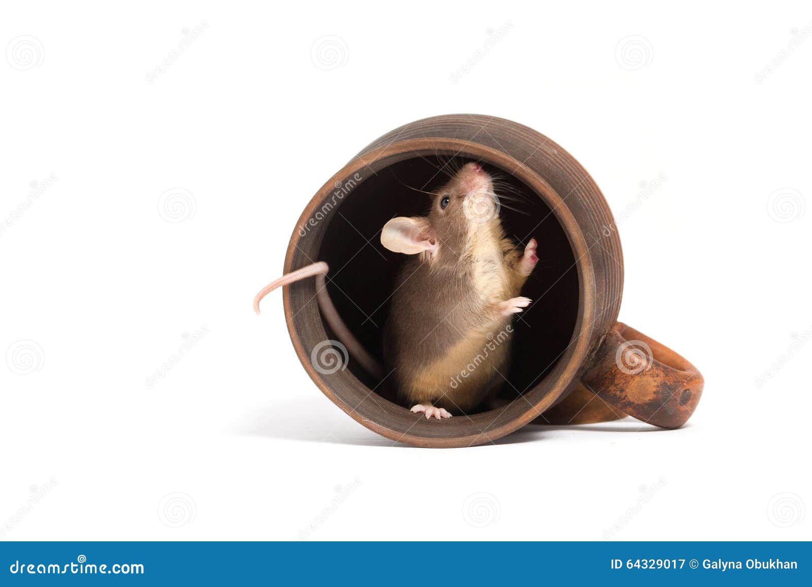 Little Hungry Mouse in an Empty Cup Stock Image - Image of background ...