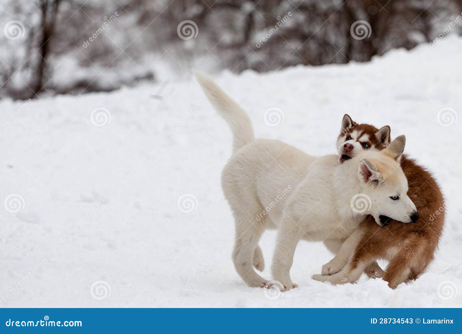 Little Huskies Biting Each Other Stock Image - Image of outdoor, play ...