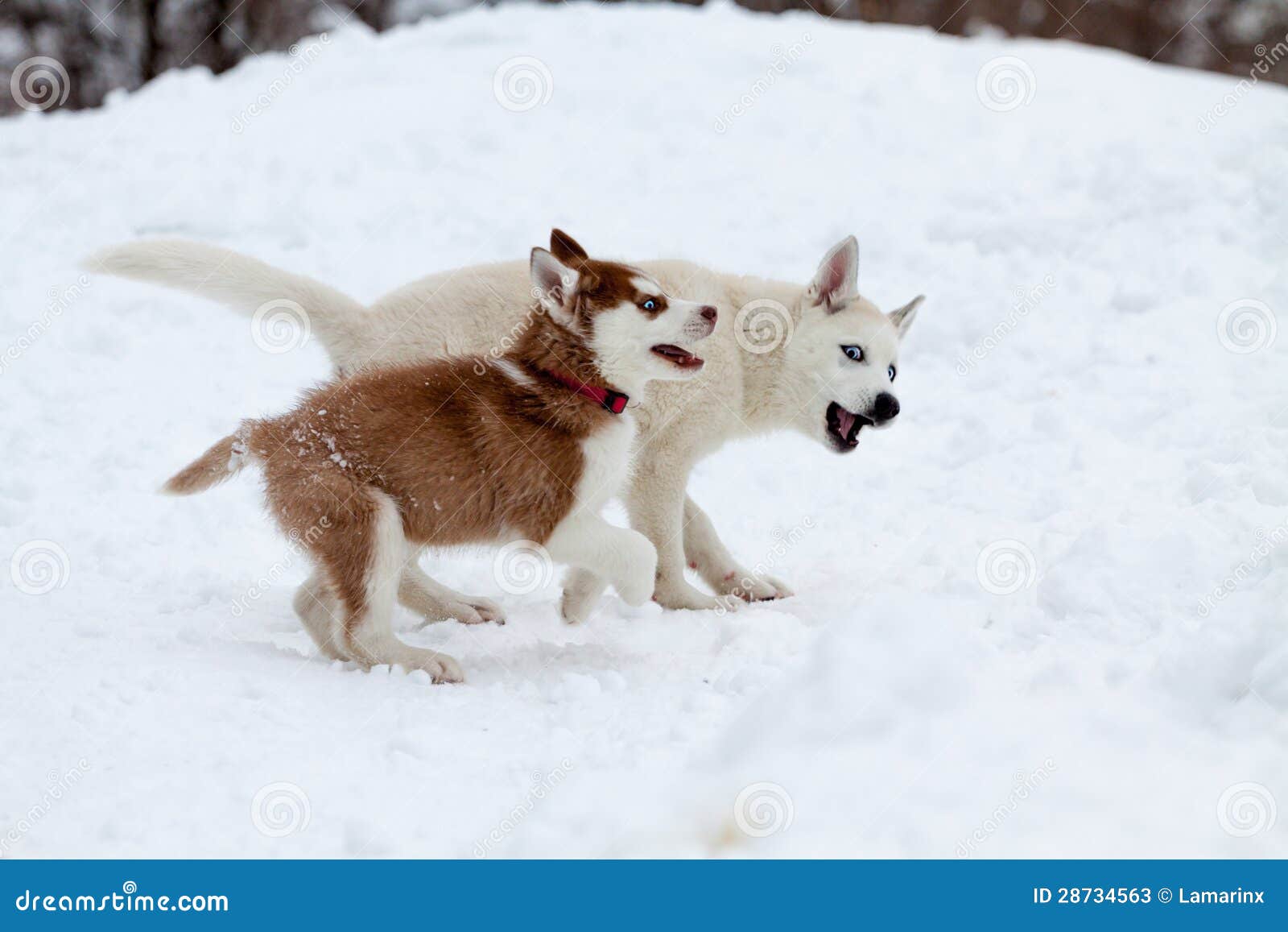 Little Huskies Playing in the Snow Stock Image - Image of eyes, puppy ...