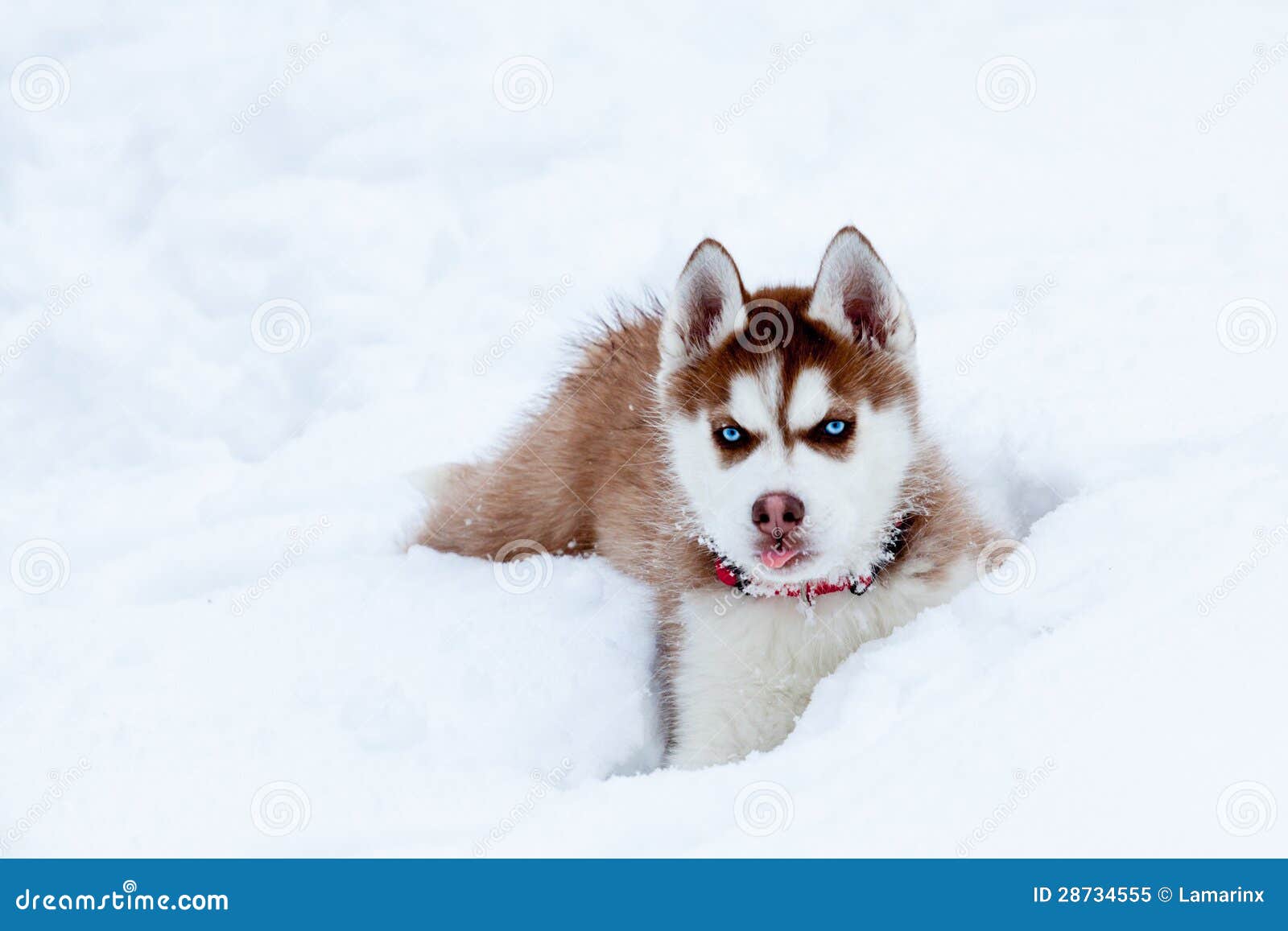 Little Husky Digging in the Snow Stock Image - Image of snow, outdoor ...