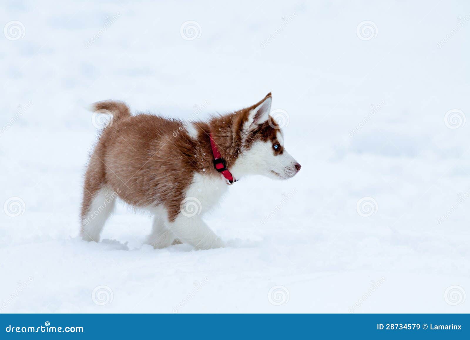 Little Husky Walking in the Deep Snow Stock Image - Image of outdoors ...