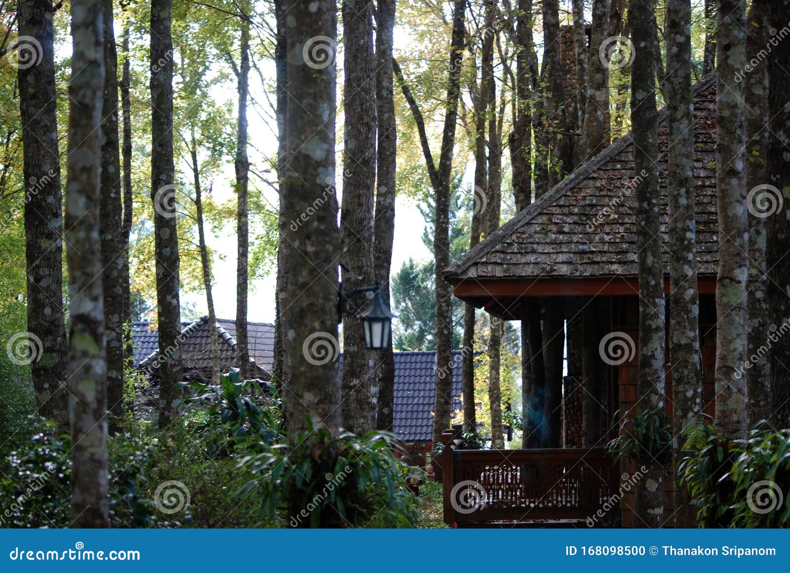 Little hut in the forest stock photo. Image of building - 168098500