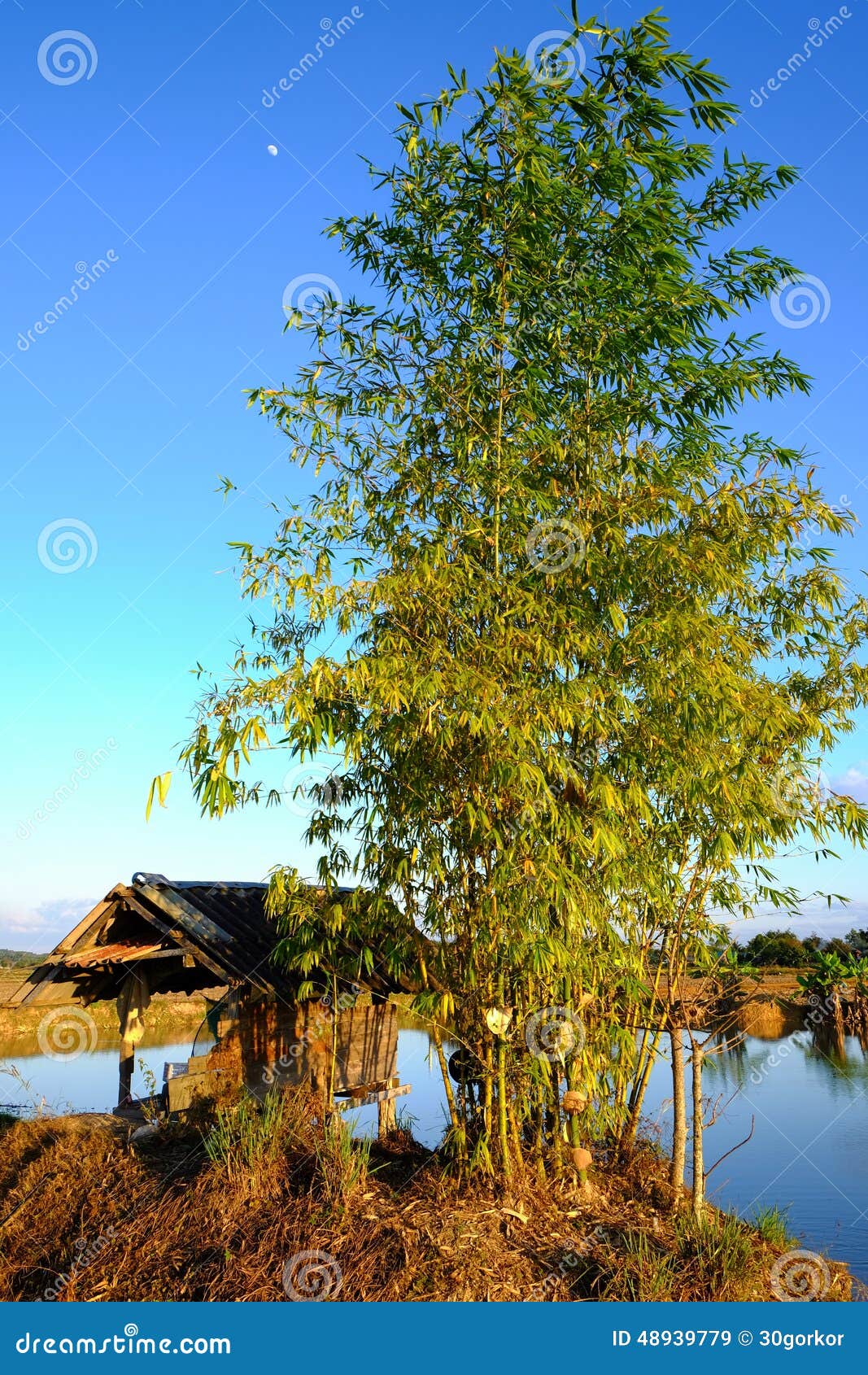 Little hut beside marsh stock image. Image of trees, moon - 48939779
