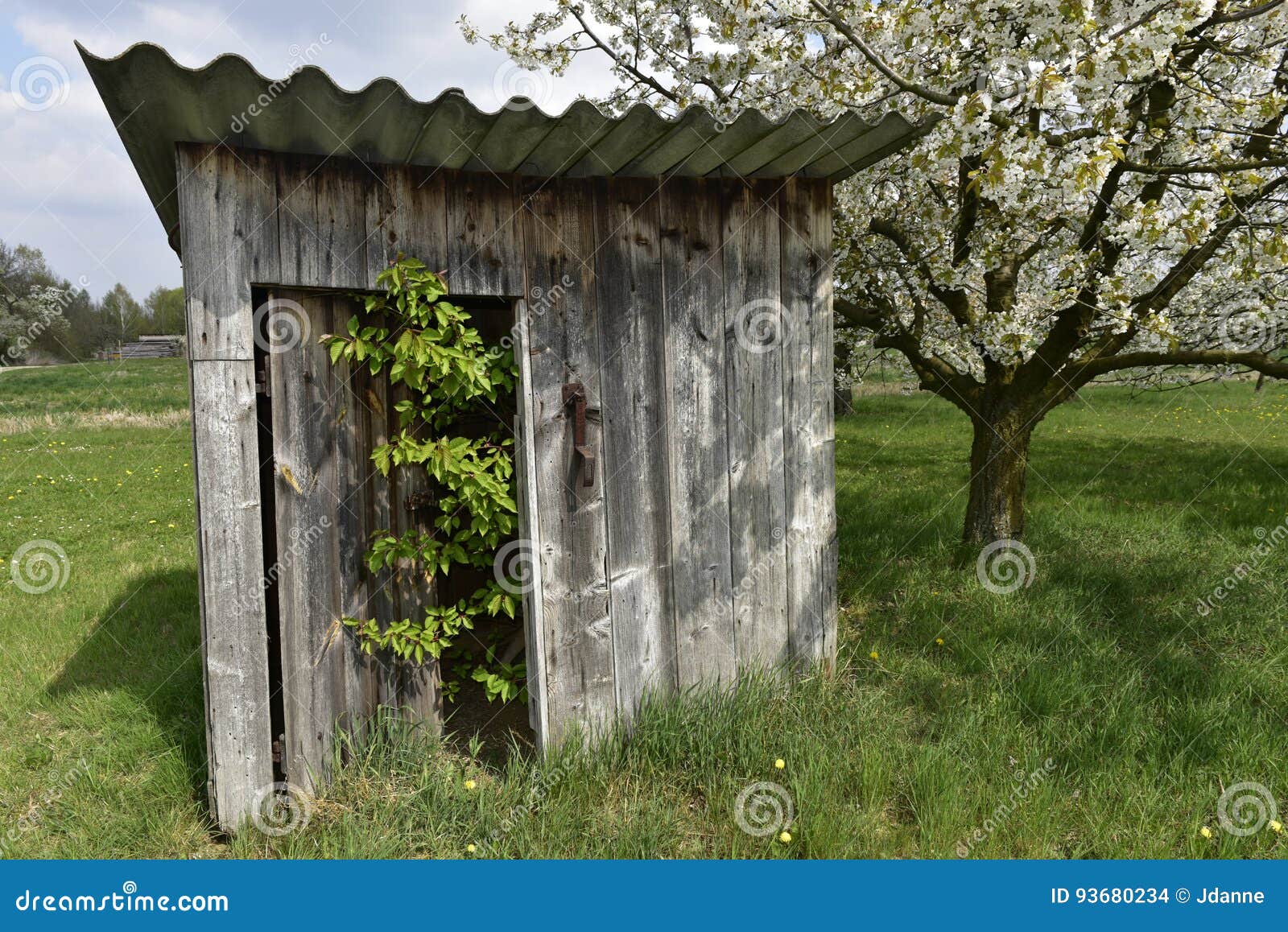 Little Hut Under Cherry Blossom Stock Photo - Image of blossom, lodge ...